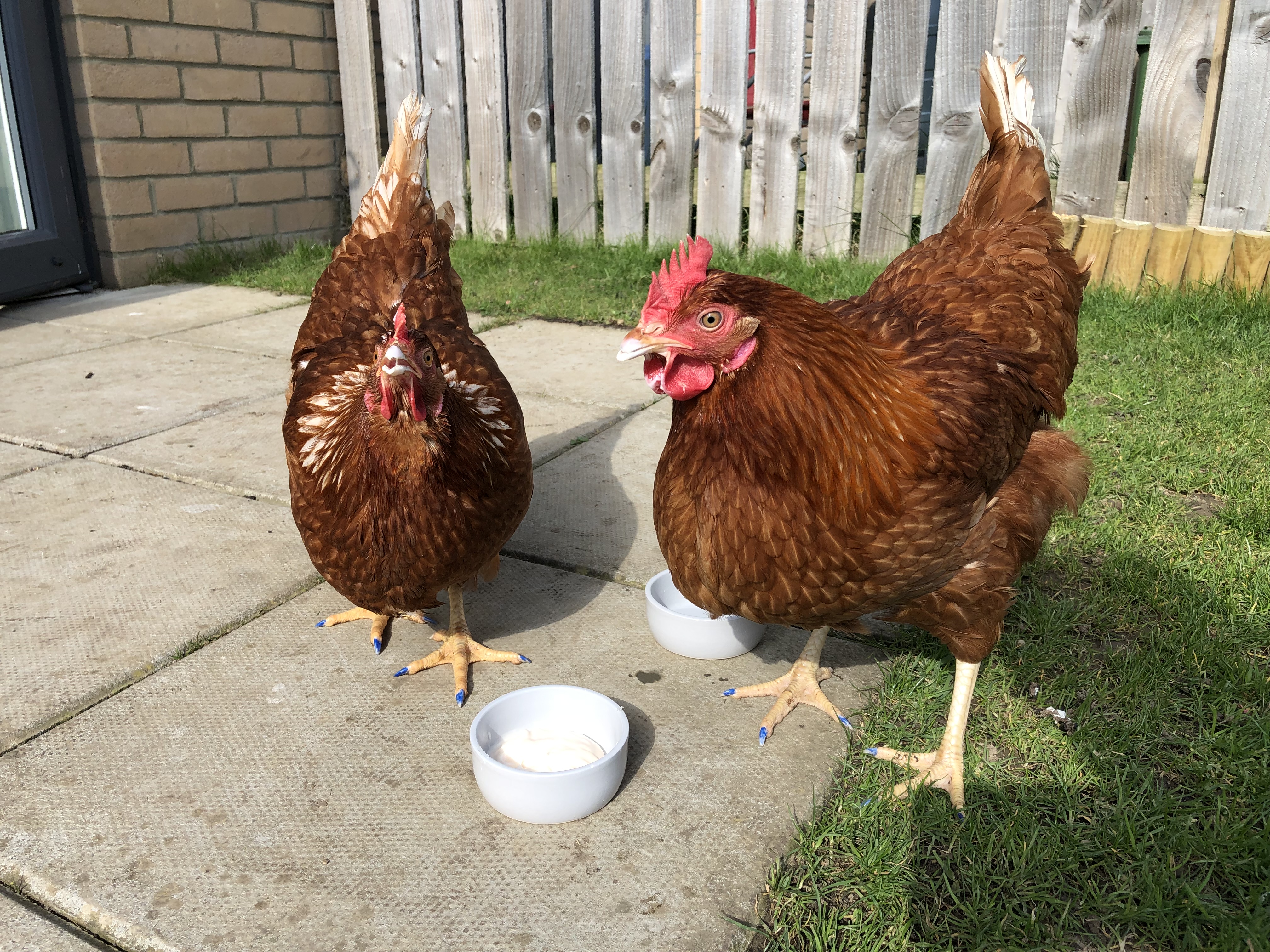 Gingernut Ranger For Sale | Chickens | Breed Information | Omlet