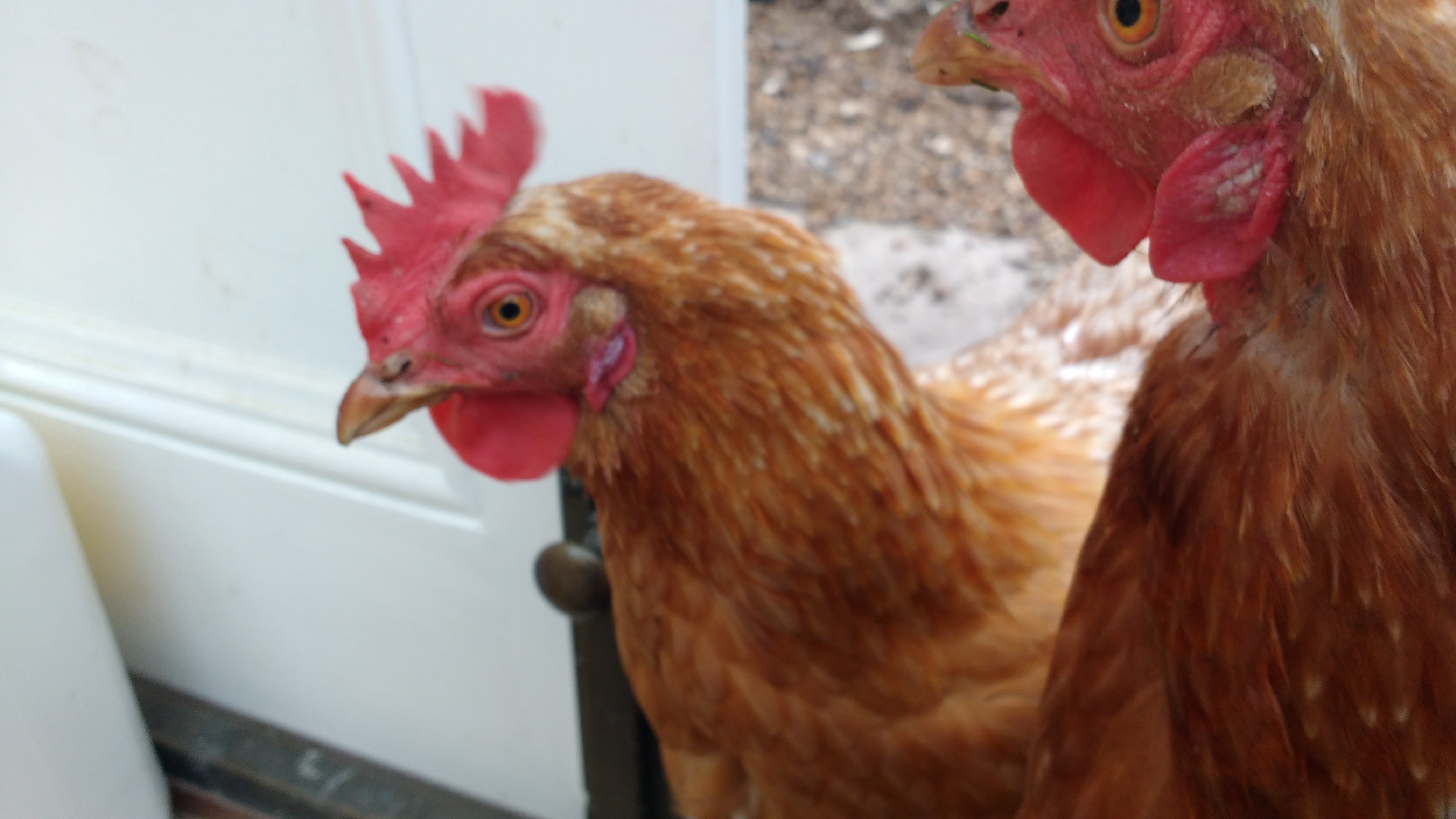 Gingernut Ranger For Sale | Chickens | Breed Information | Omlet