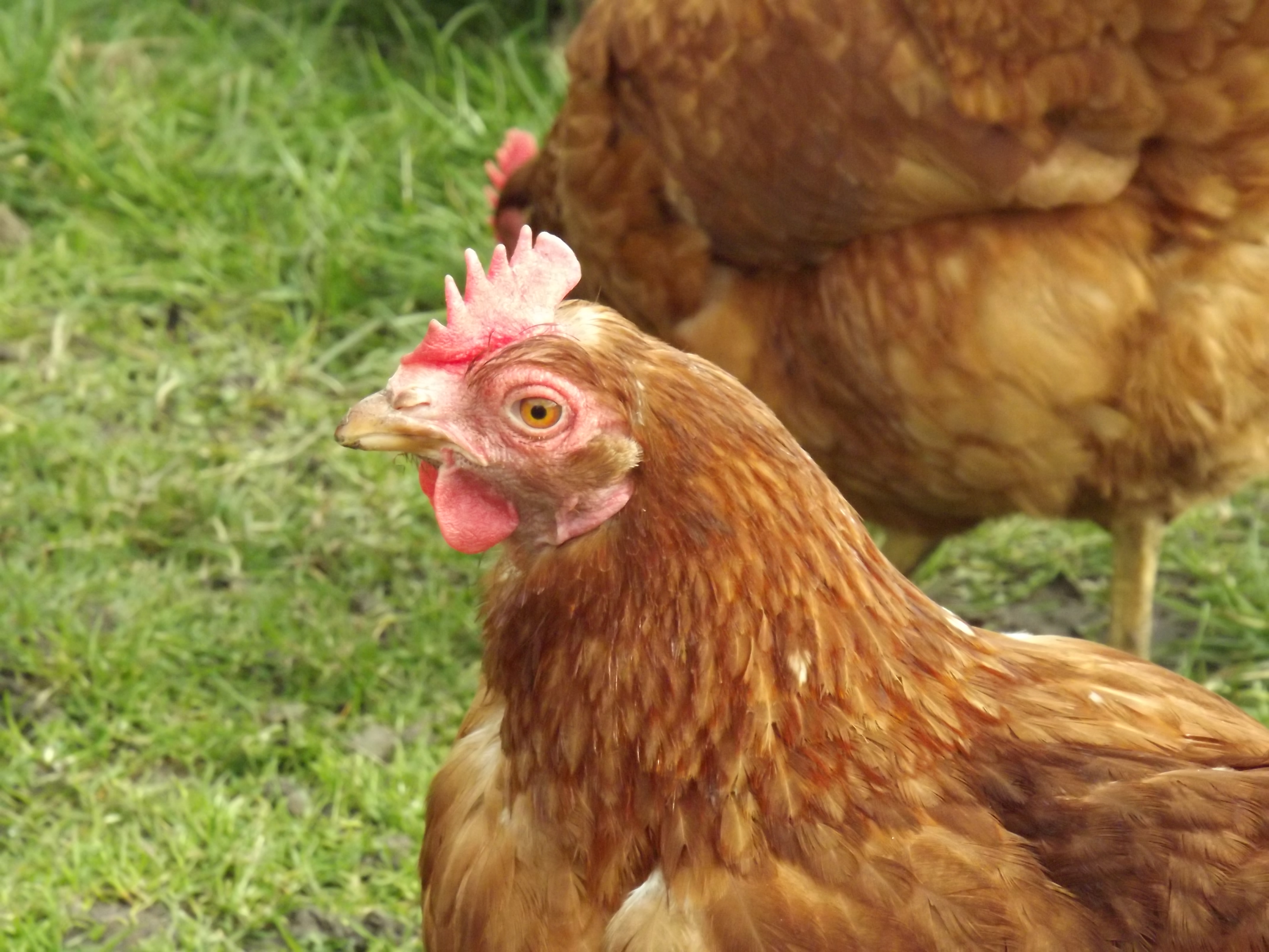 Gingernut Ranger For Sale | Chickens | Breed Information | Omlet