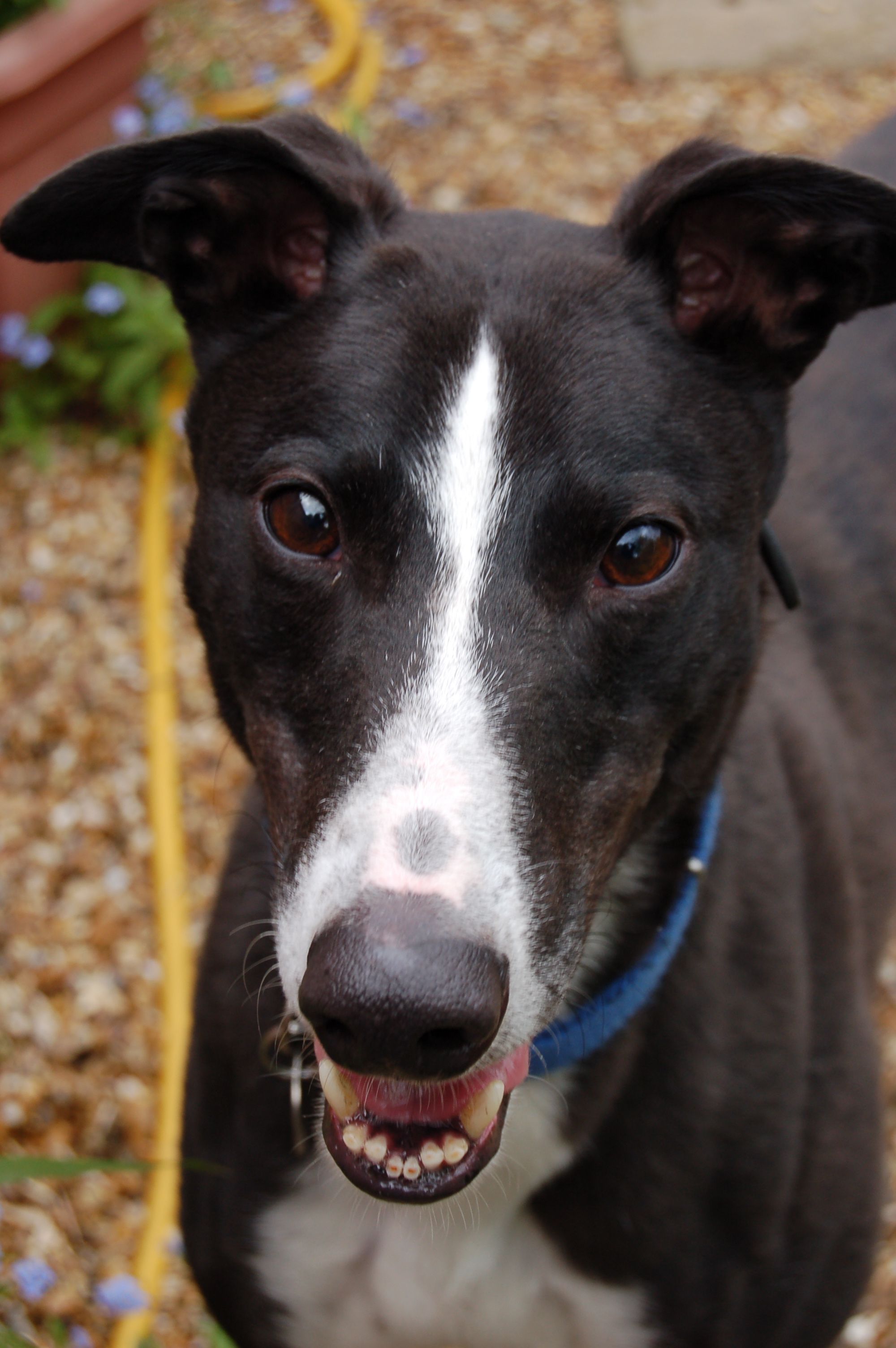 Greyhound | Dogs | Breed Information | Omlet