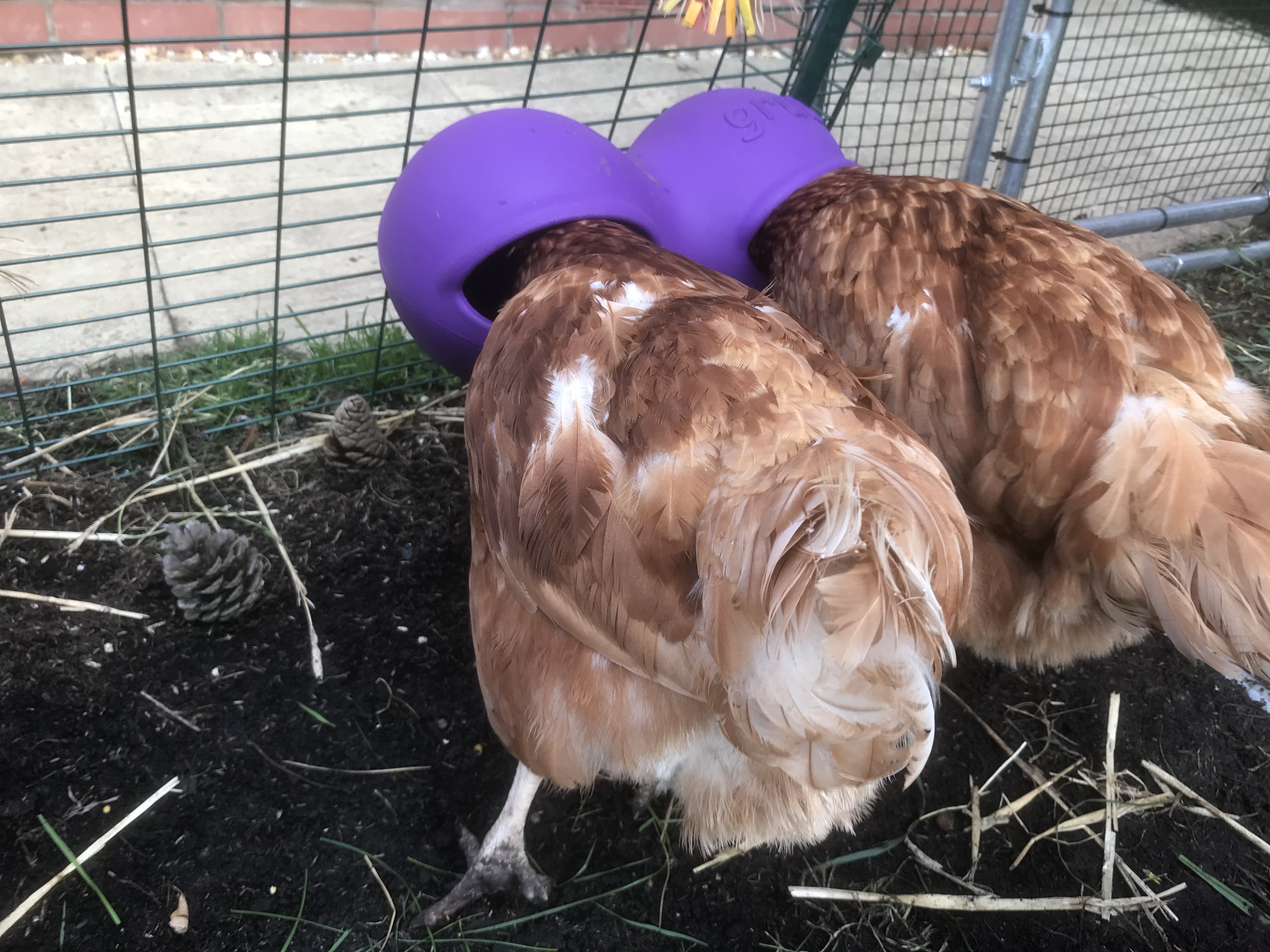 Gallery | Club | Omlet