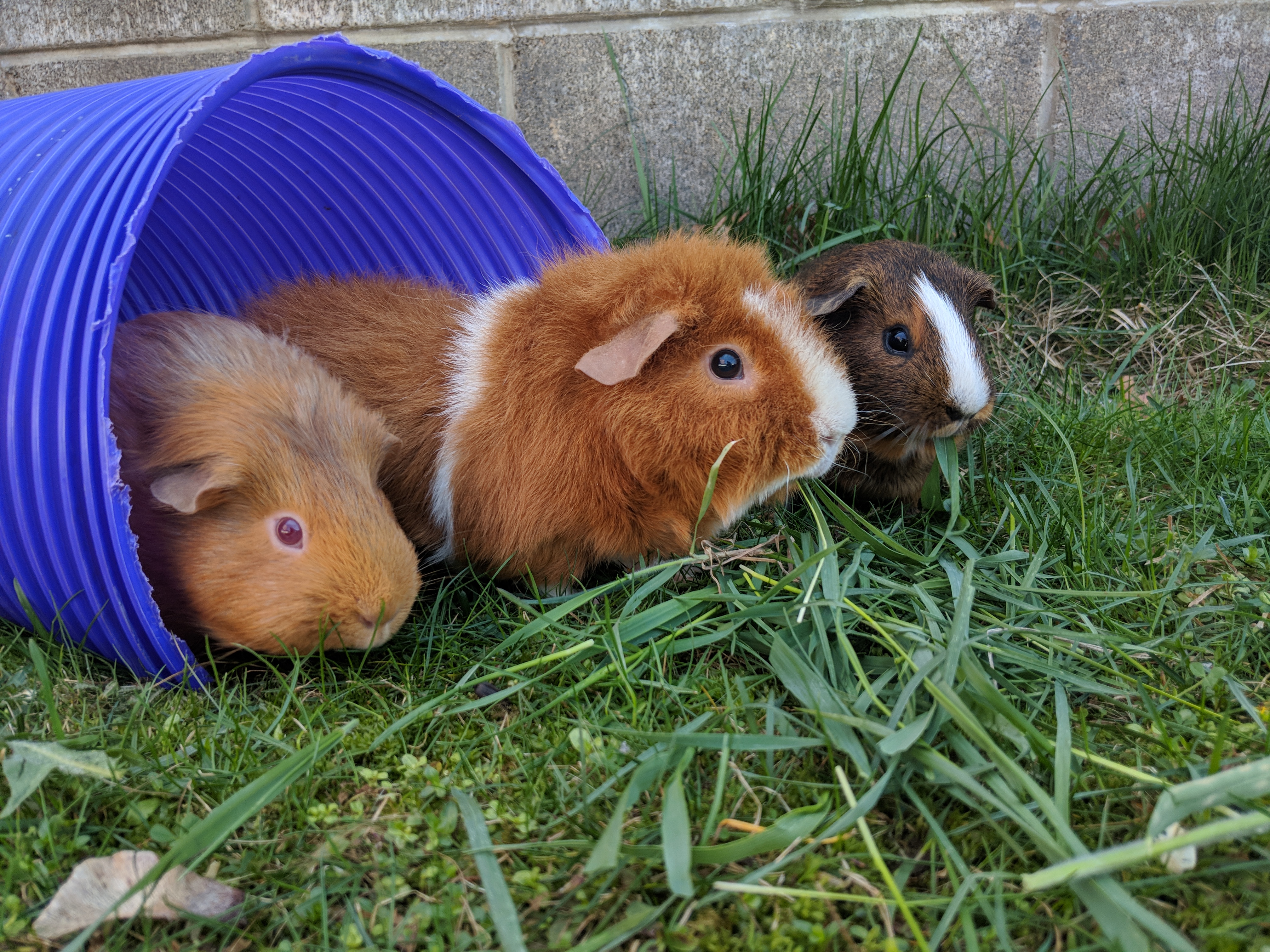 The History of Guinea Pigs | Guinea Pigs | Guinea Pigs | Guide | Omlet UK