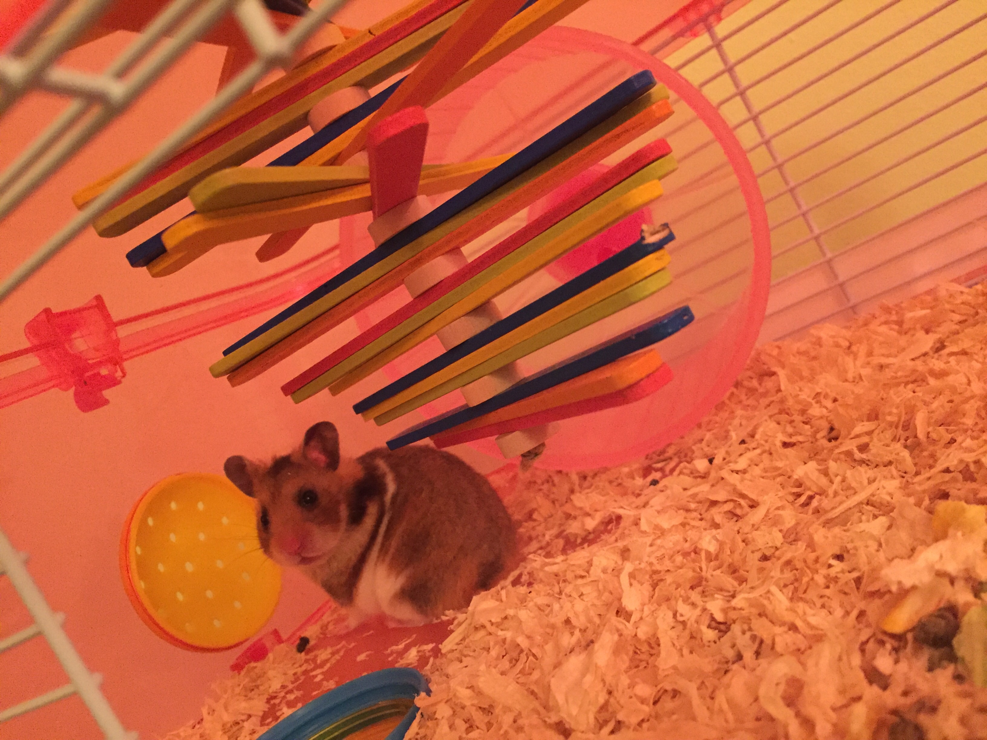 About Hamsters | Hamsters | Guide | Omlet UK