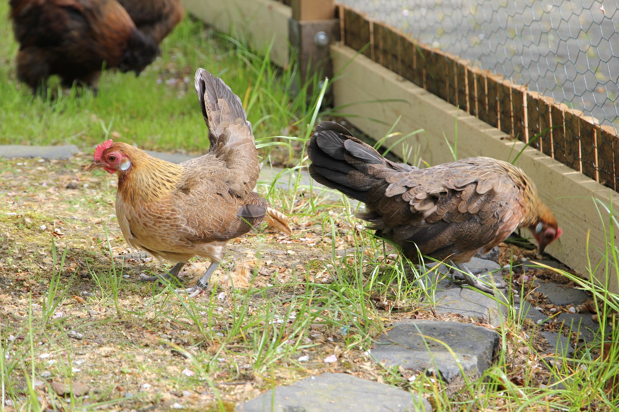 Dutch Bantam For Sale | Chickens | Breed Information | Omlet