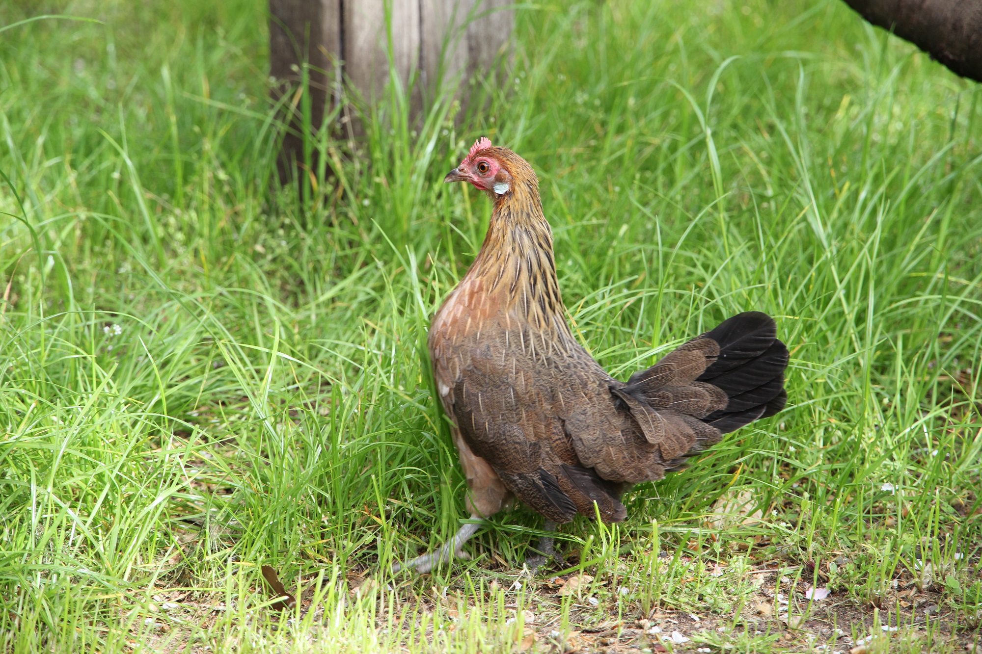 Dutch Bantam For Sale | Chickens | Breed Information | Omlet