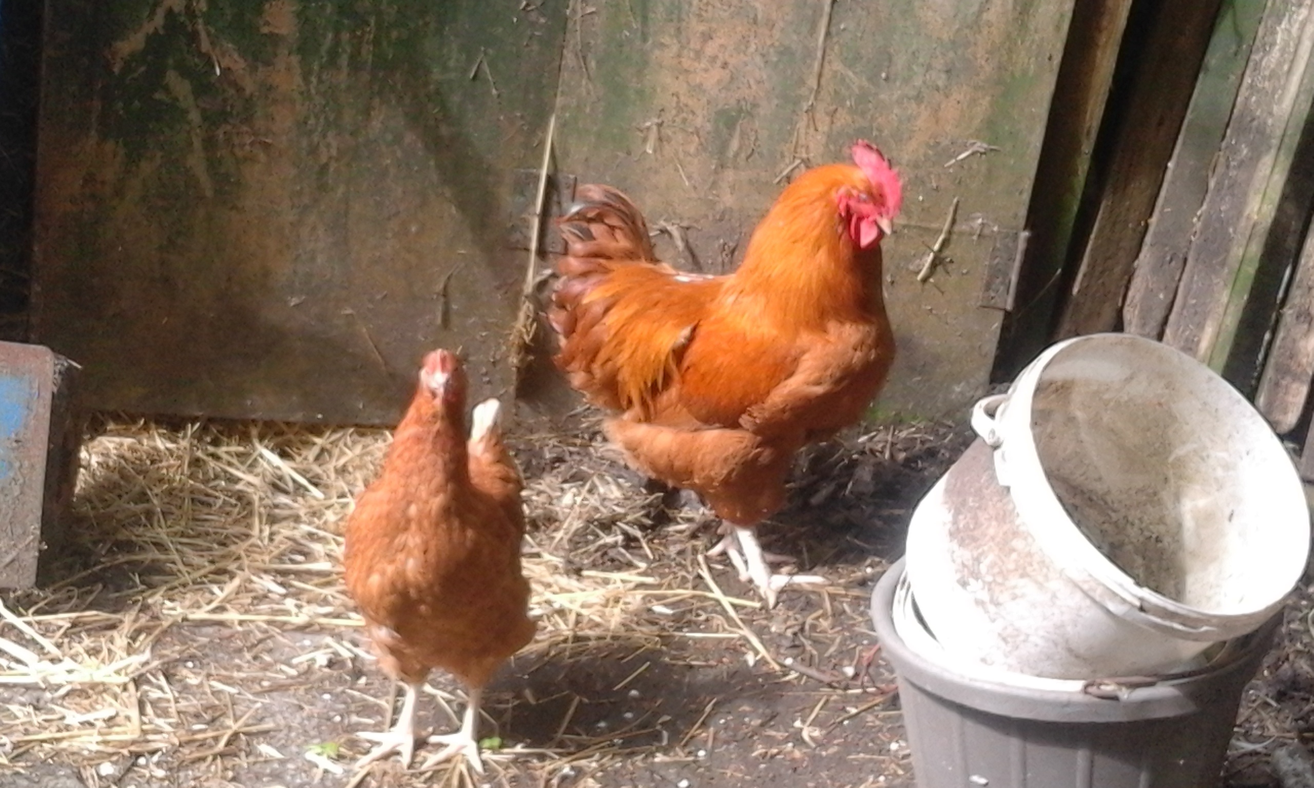 Hybrid For Sale | Chickens | Breed Information | Omlet