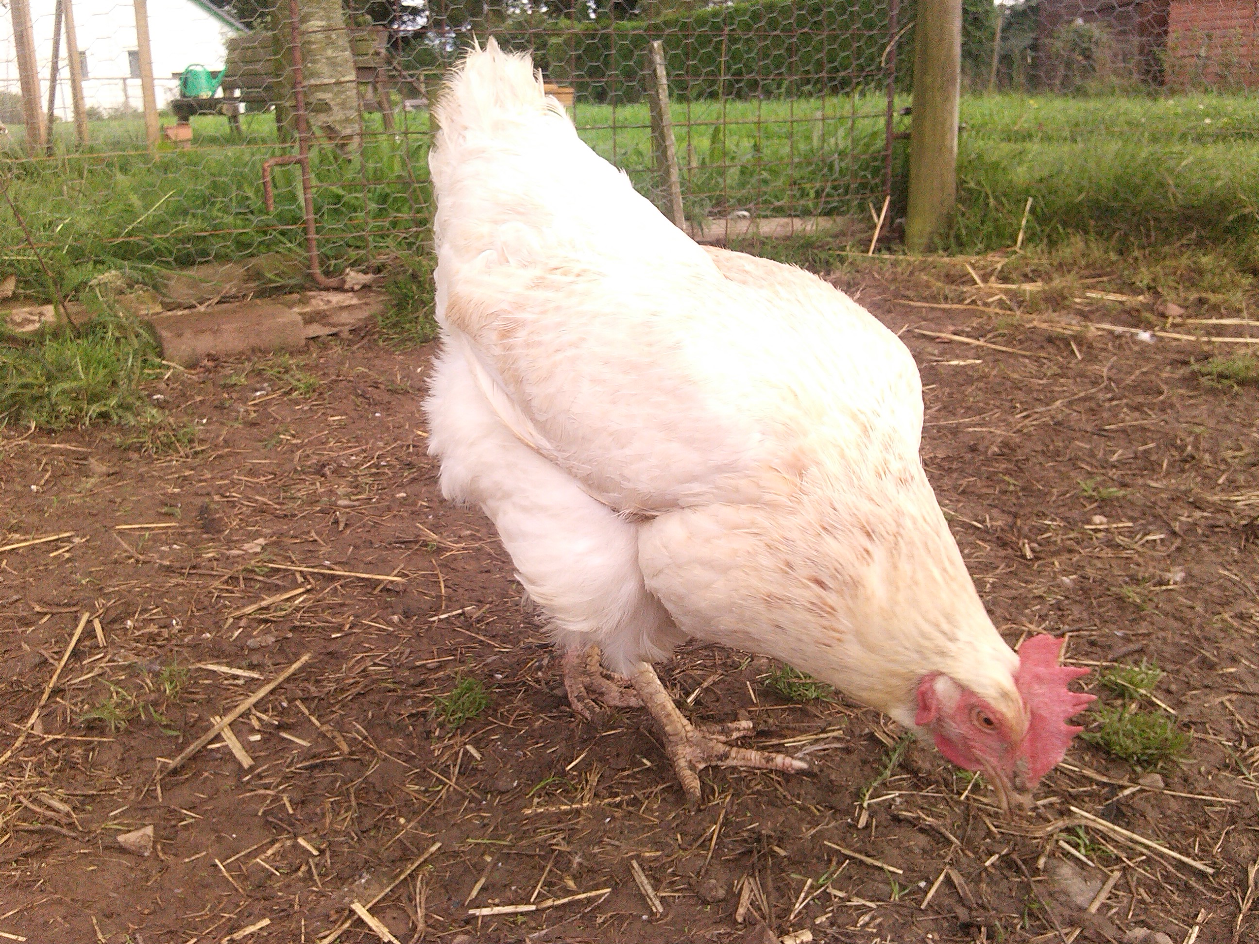 Hybrid For Sale | Chickens | Breed Information | Omlet