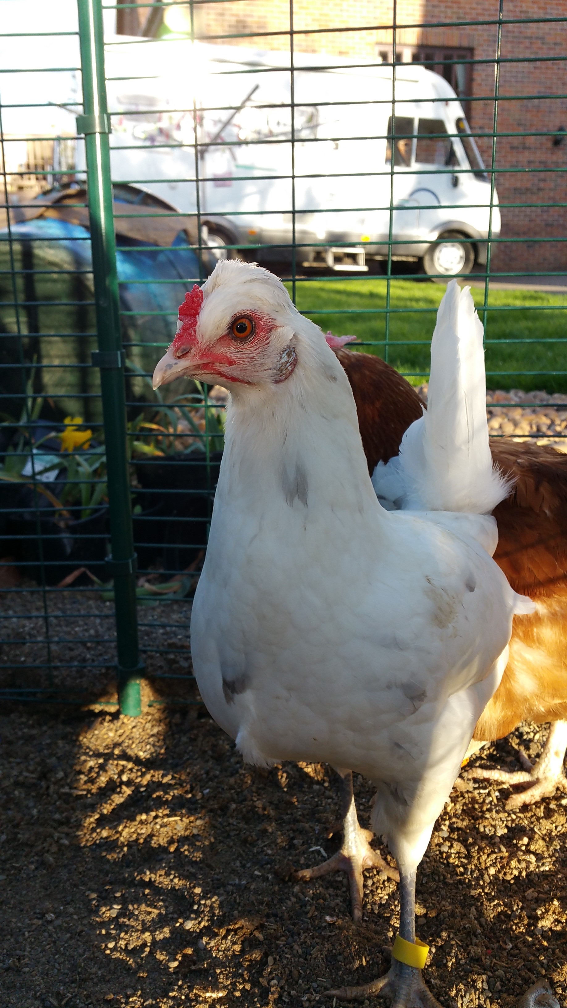 Hybrid For Sale | Chickens | Breed Information | Omlet