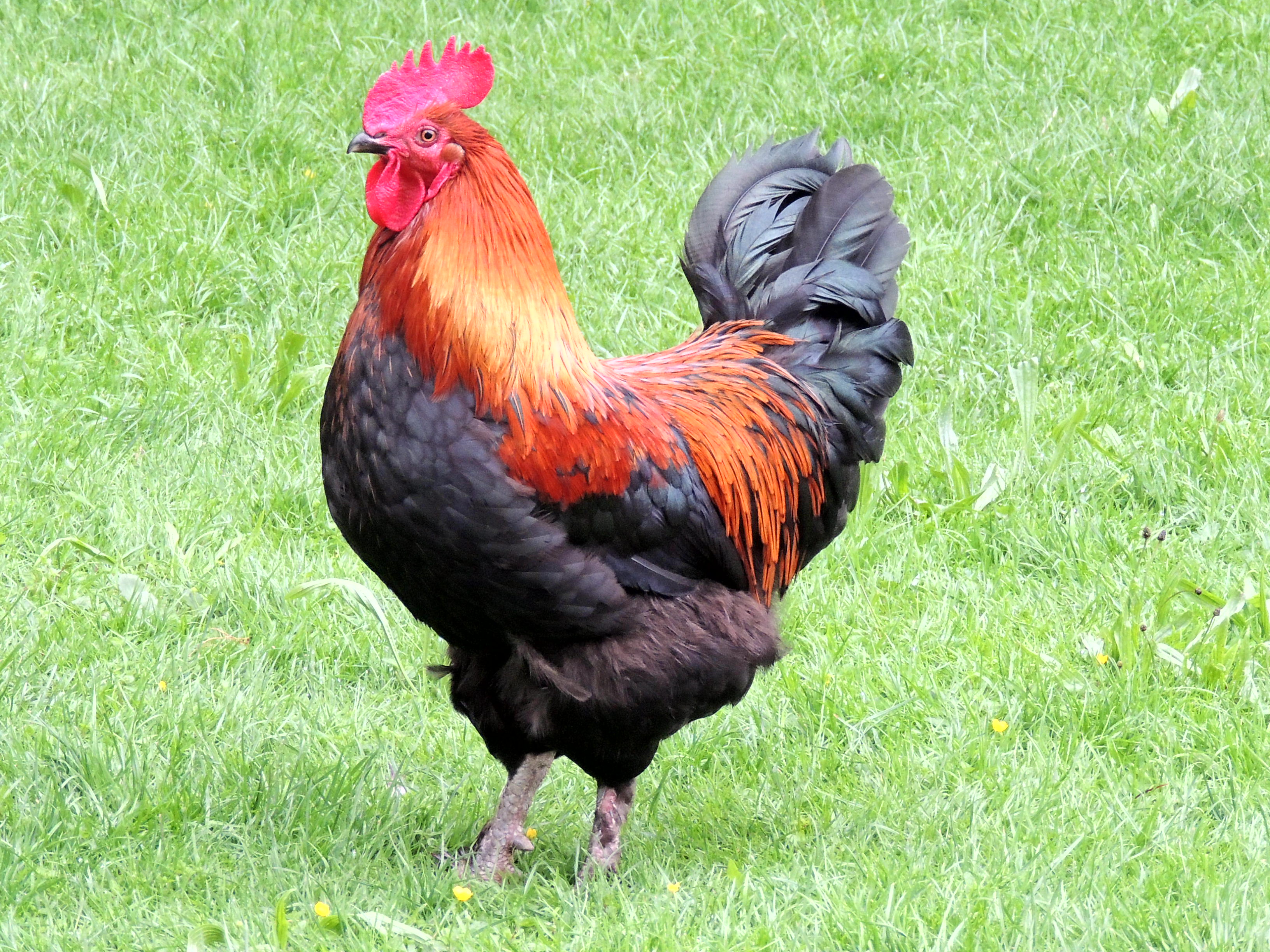 Hybrid For Sale | Chickens | Breed Information | Omlet