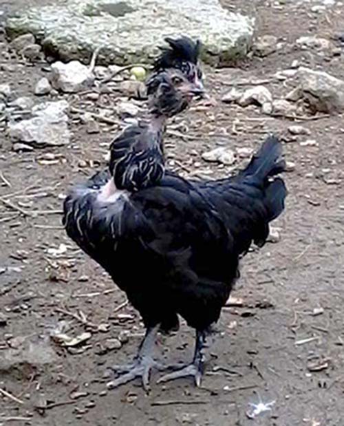 Hybrid For Sale | Chickens | Breed Information | Omlet