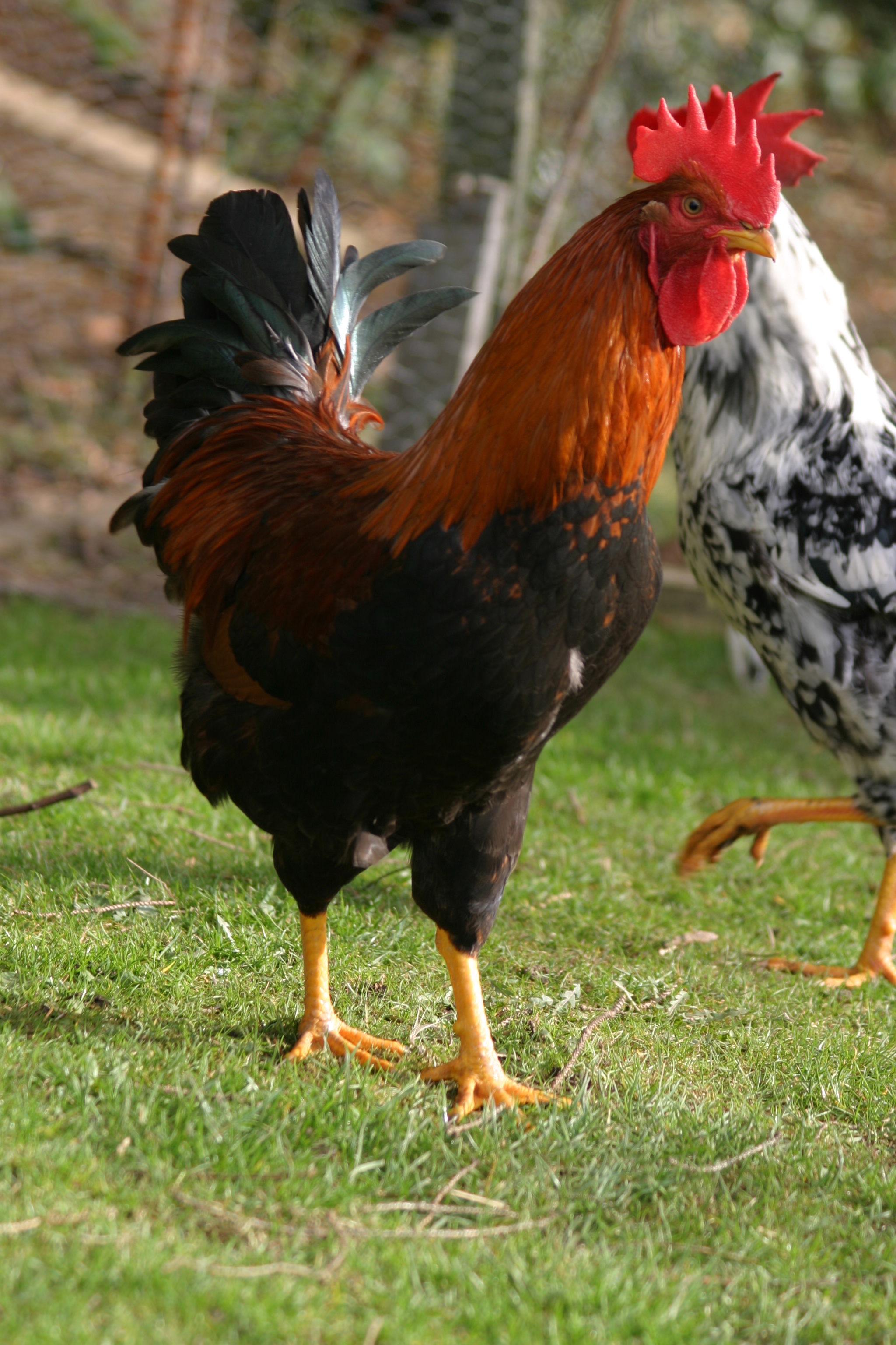 Welsummer For Sale | Chickens | Breed Information | Omlet
