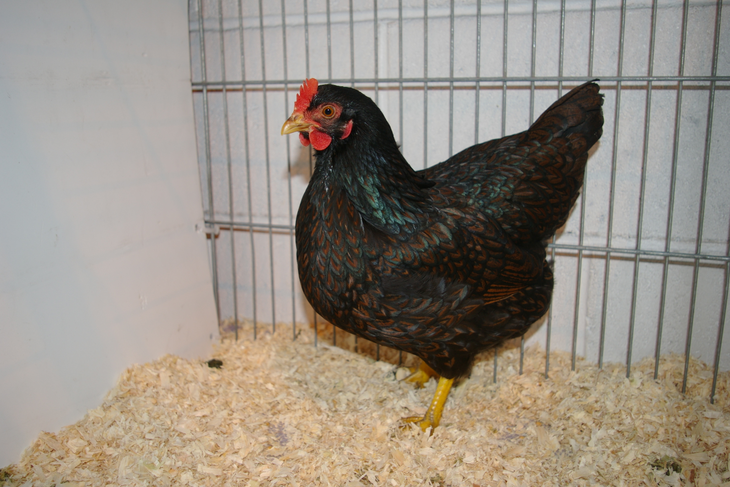 Barnevelder For Sale | Chickens | Breed Information | Omlet
