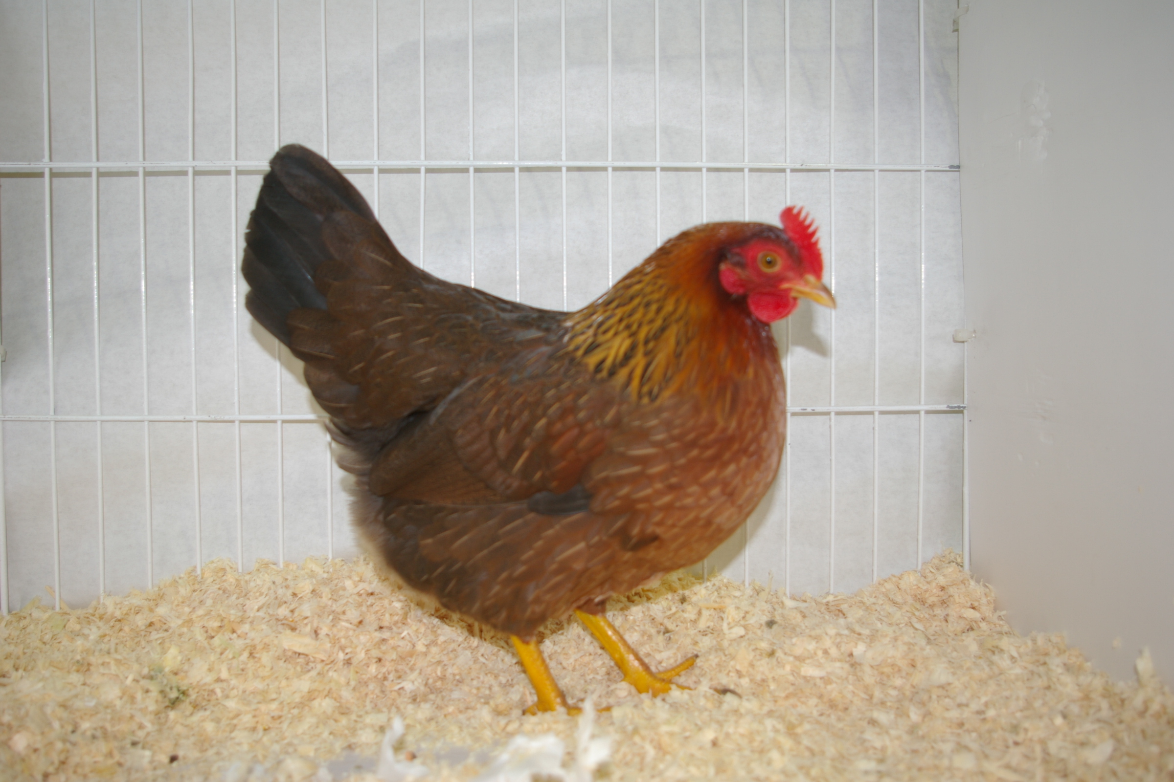 Welsummer For Sale | Chickens | Breed Information | Omlet