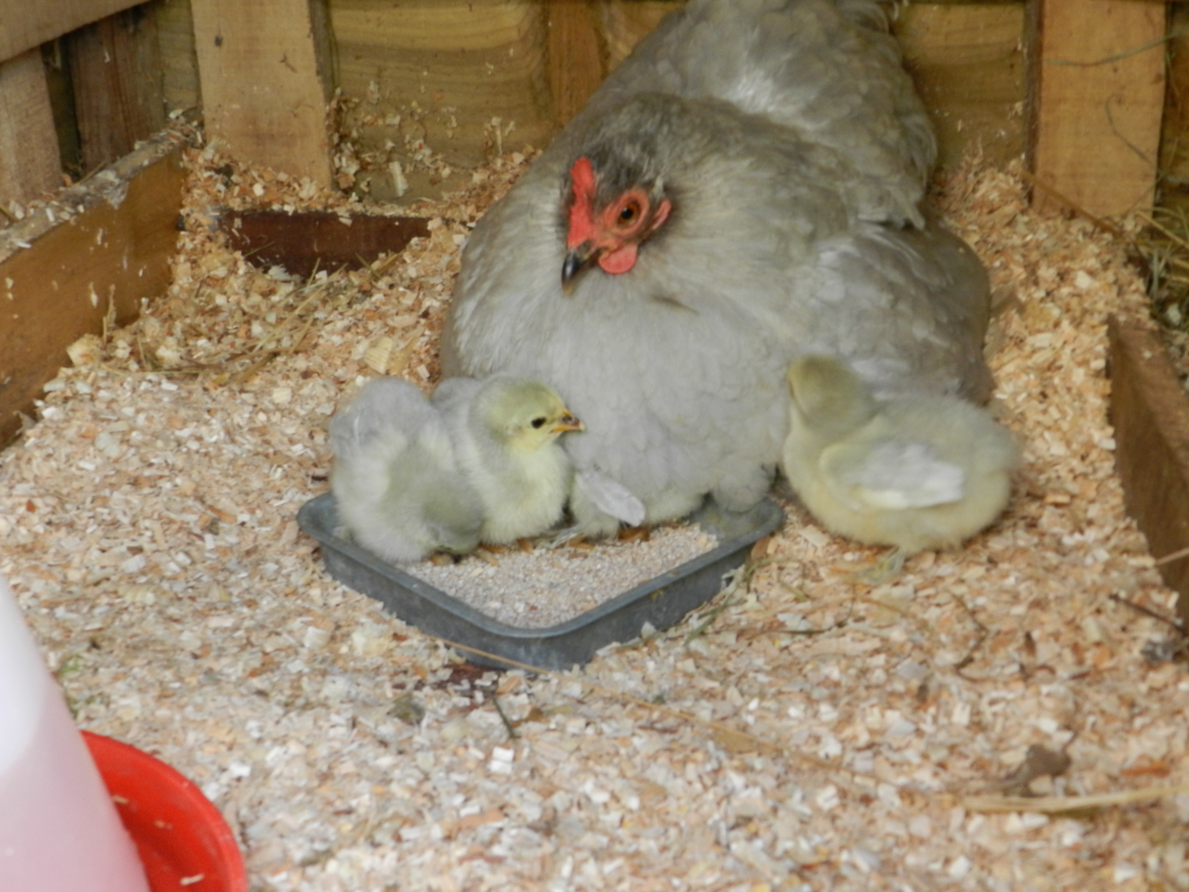 How to naturally incubate chicken eggs | Incubation | Incubation ...