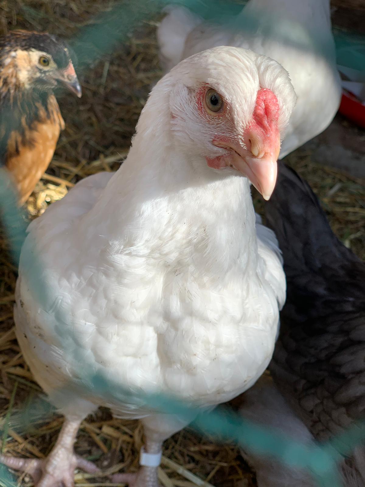 Ixworth For Sale | Chickens | Breed Information | Omlet