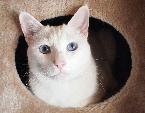 Khao Manee | Cats | Breed Information | Omlet