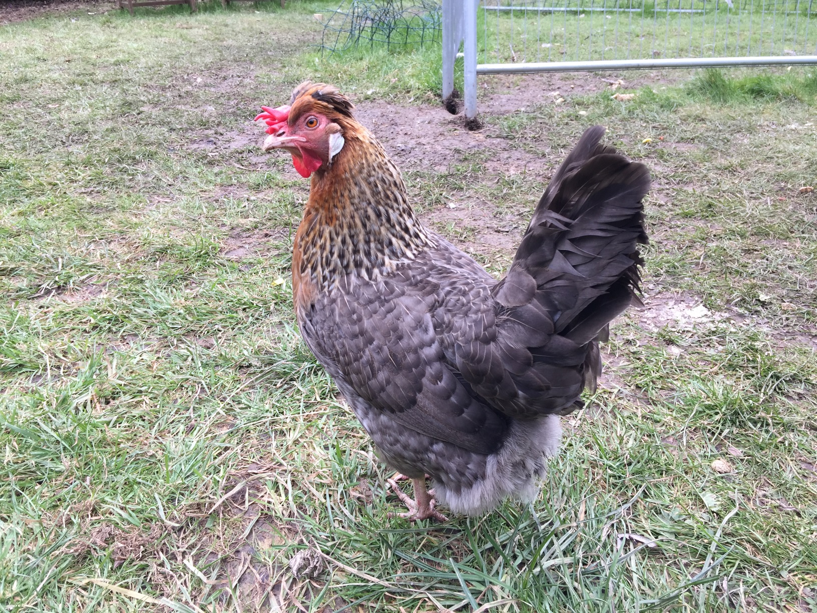 Legbar For Sale | Chickens | Breed Information | Omlet