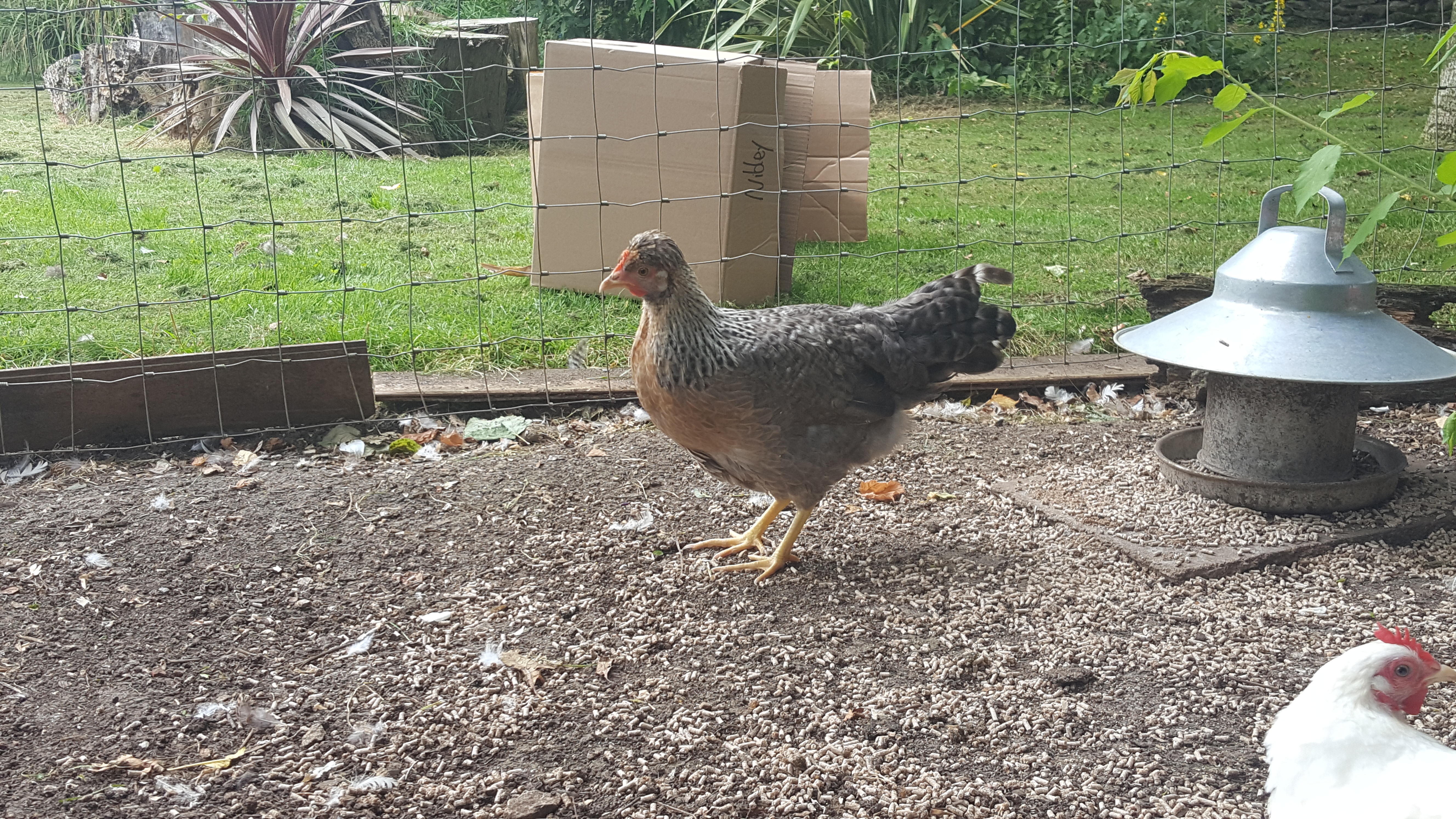Legbar For Sale | Chickens | Breed Information | Omlet