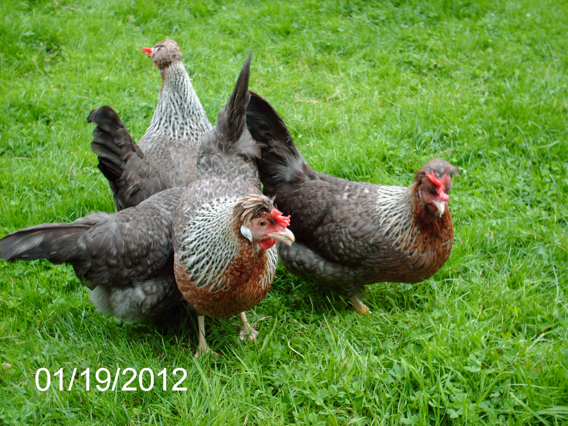 Legbar For Sale | Chickens | Breed Information | Omlet