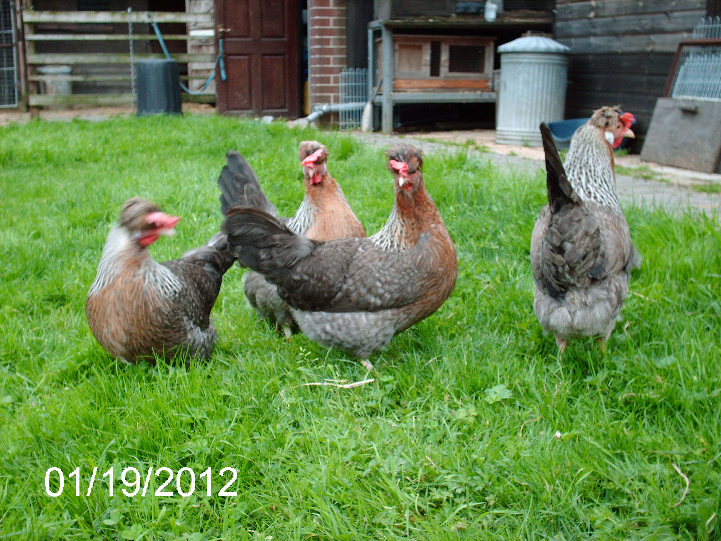 Legbar For Sale | Chickens | Breed Information | Omlet