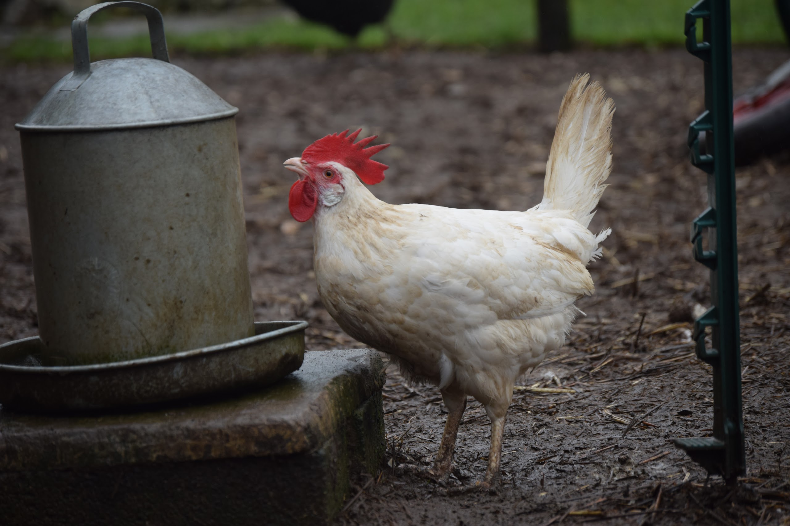 Leghorn For Sale | Chickens | Breed Information | Omlet