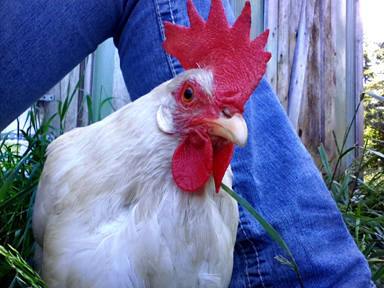 Leghorn For Sale | Chickens | Breed Information | Omlet
