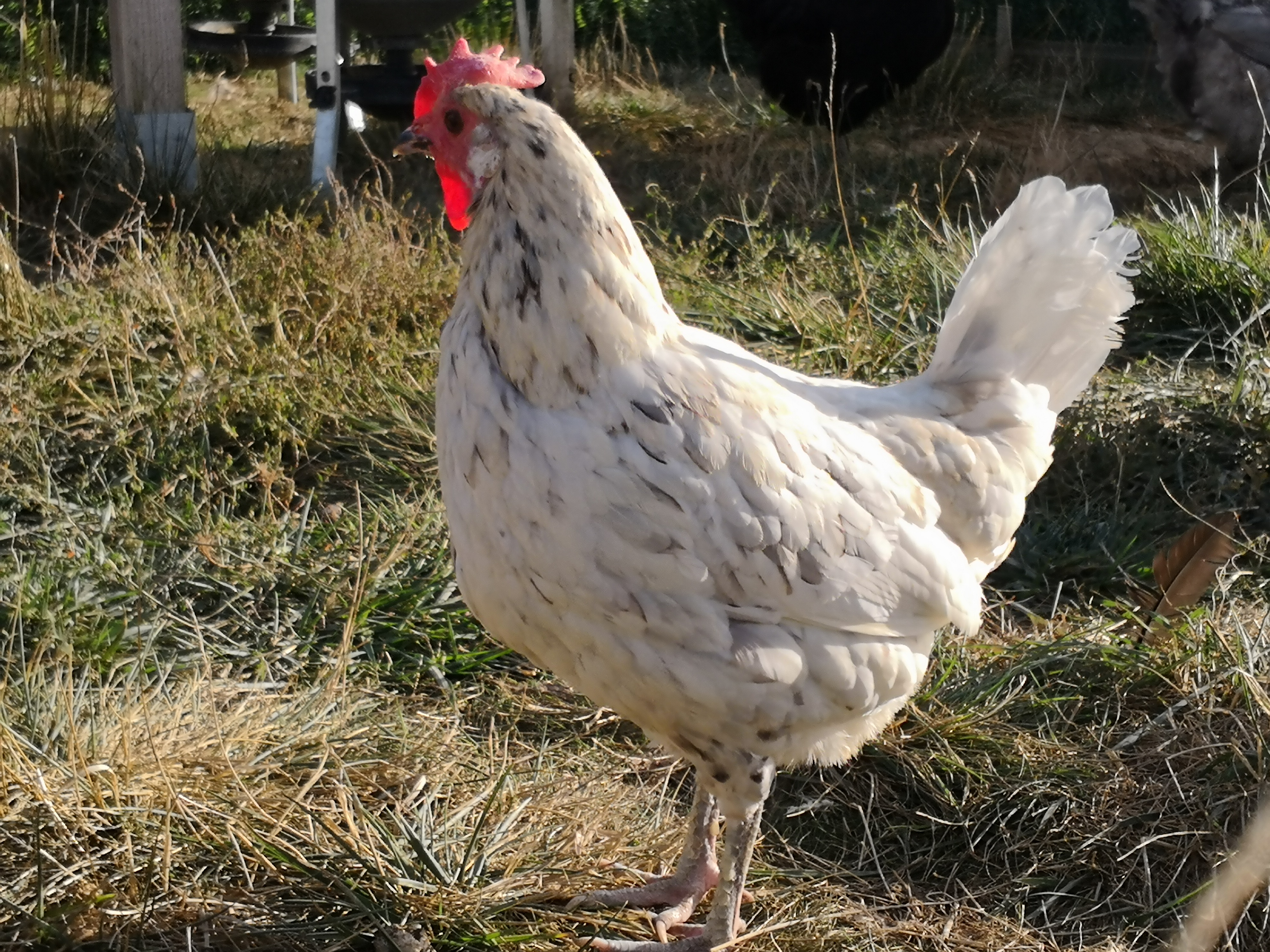 Leghorn For Sale | Chickens | Breed Information | Omlet
