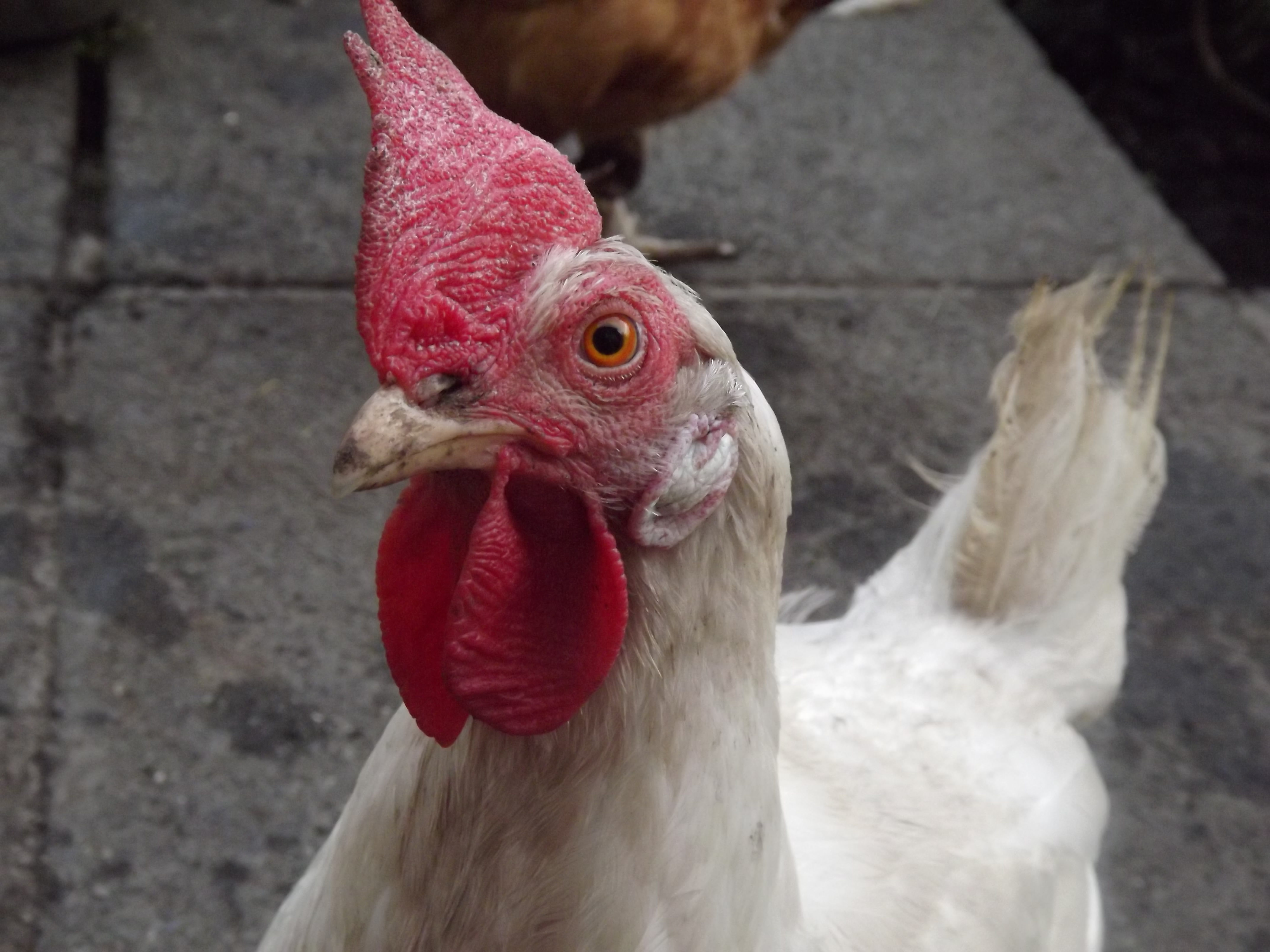 Leghorn For Sale | Chickens | Breed Information | Omlet