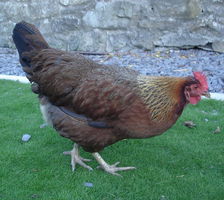 Welsummer For Sale | Chickens | Breed Information | Omlet