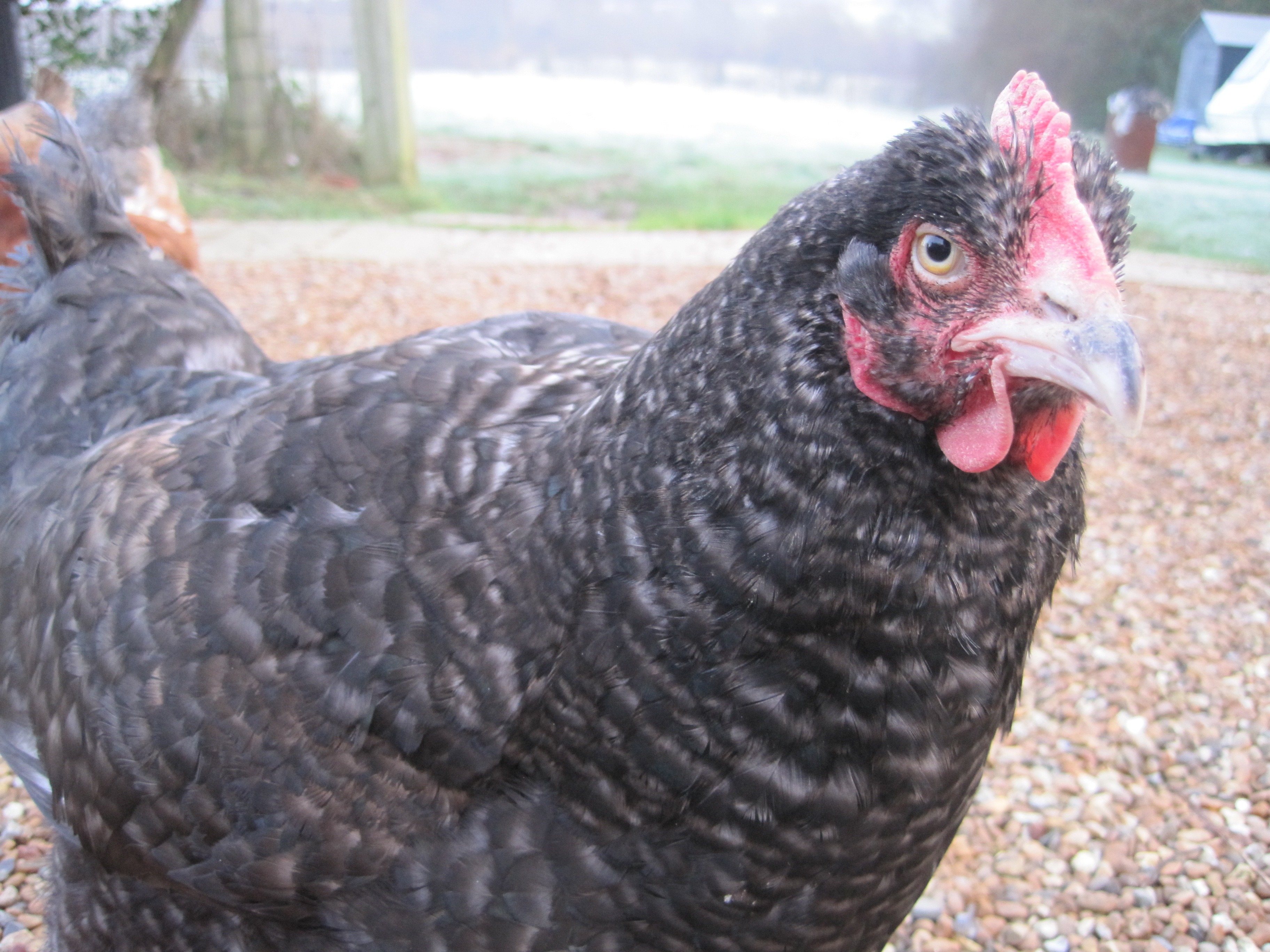 Marans For Sale | Chickens | Breed Information | Omlet