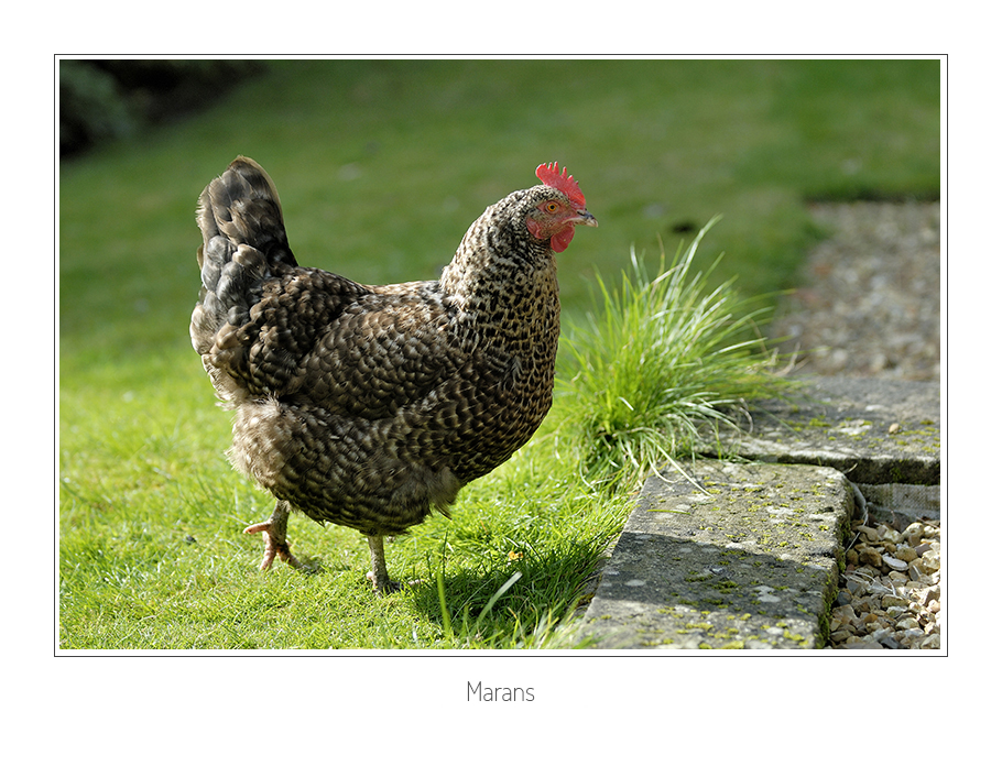 Marans For Sale | Chickens | Breed Information | Omlet