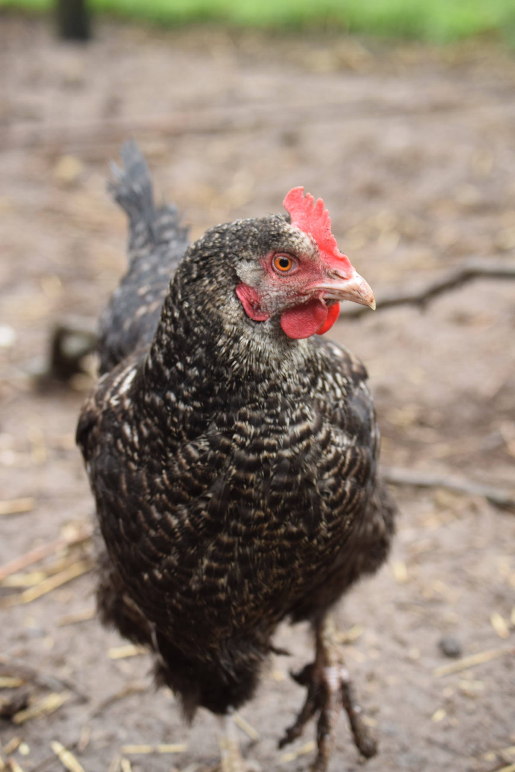 Marans For Sale | Chickens | Breed Information | Omlet