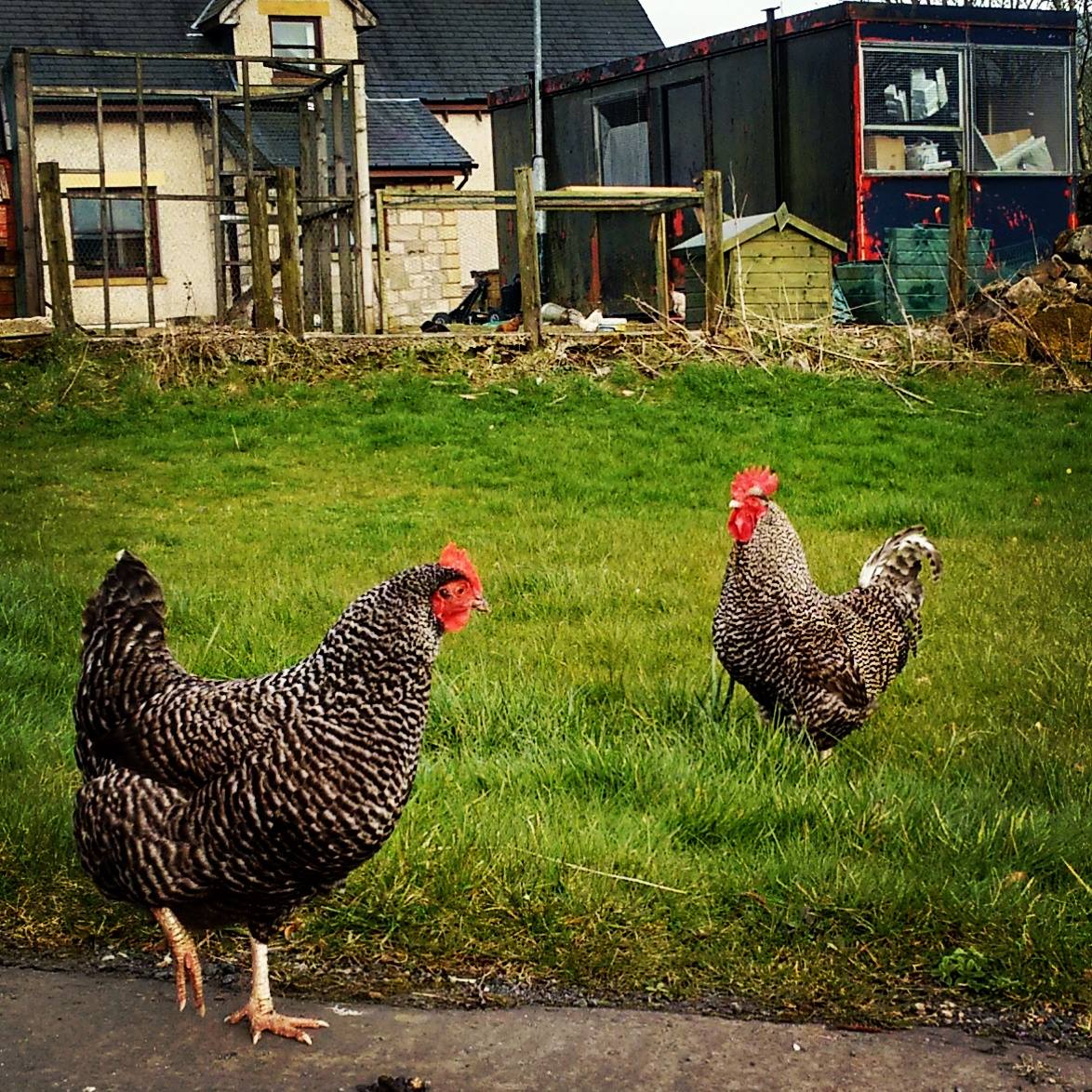 Marans For Sale | Chickens | Breed Information | Omlet