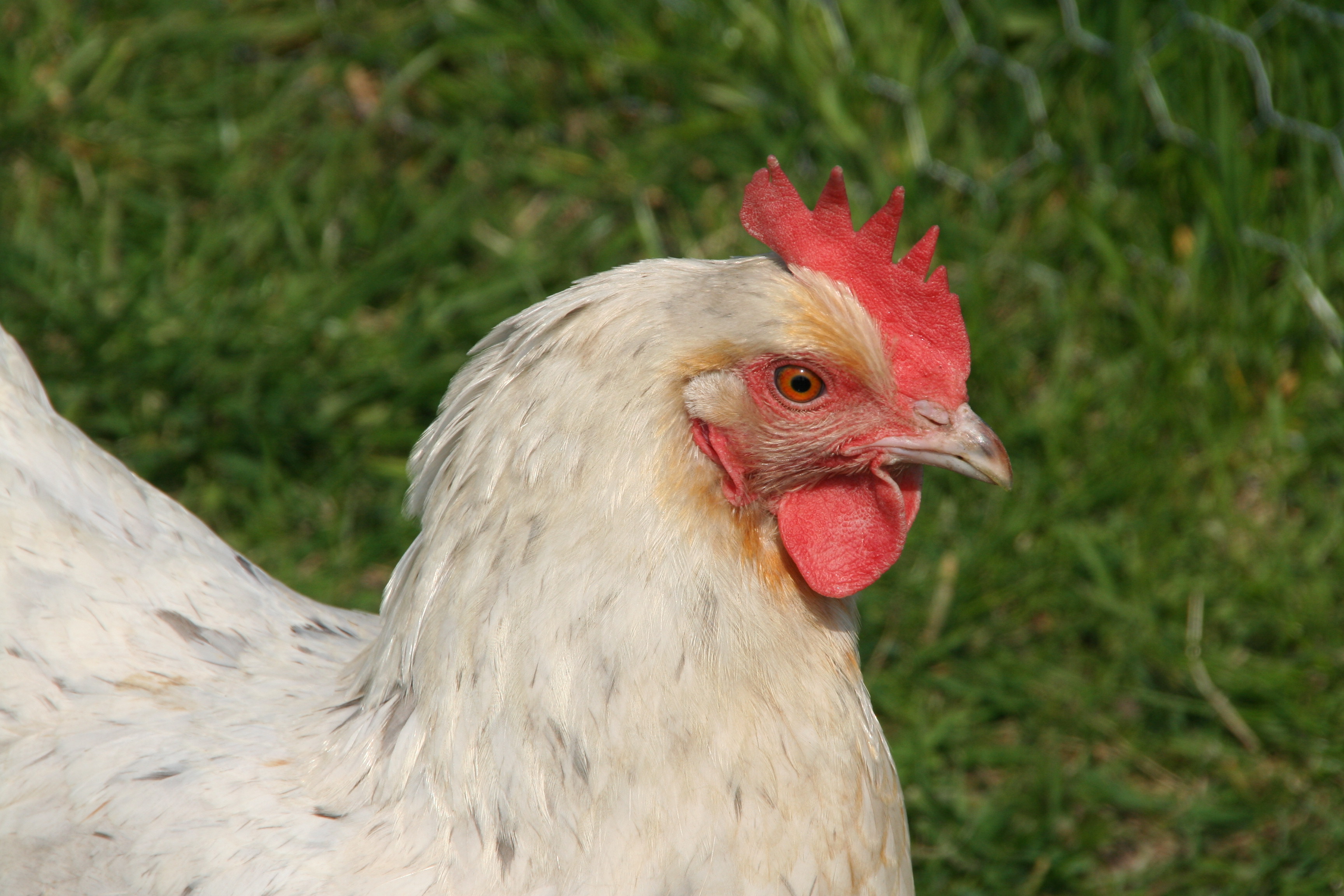 Marans For Sale | Chickens | Breed Information | Omlet