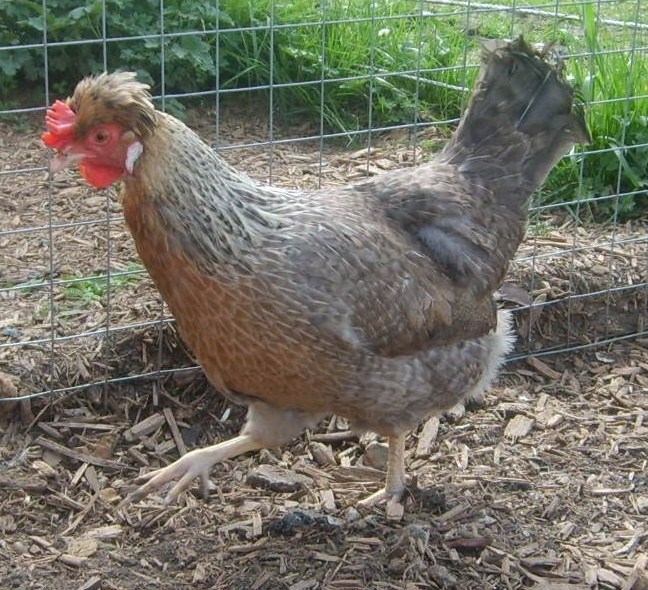 Cream Legbar For Sale | Chickens | Breed Information | Omlet
