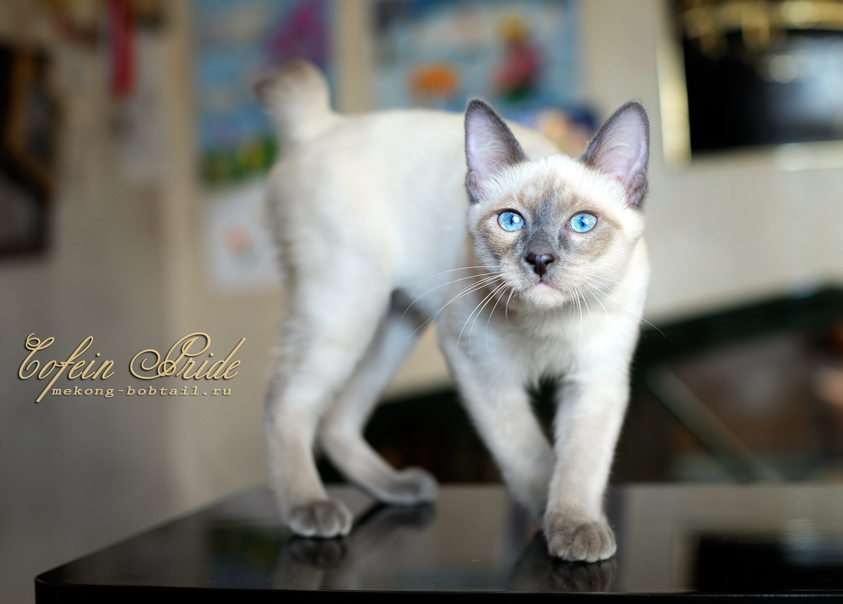 Mekong Bobtail | Cats | Breed Information | Omlet