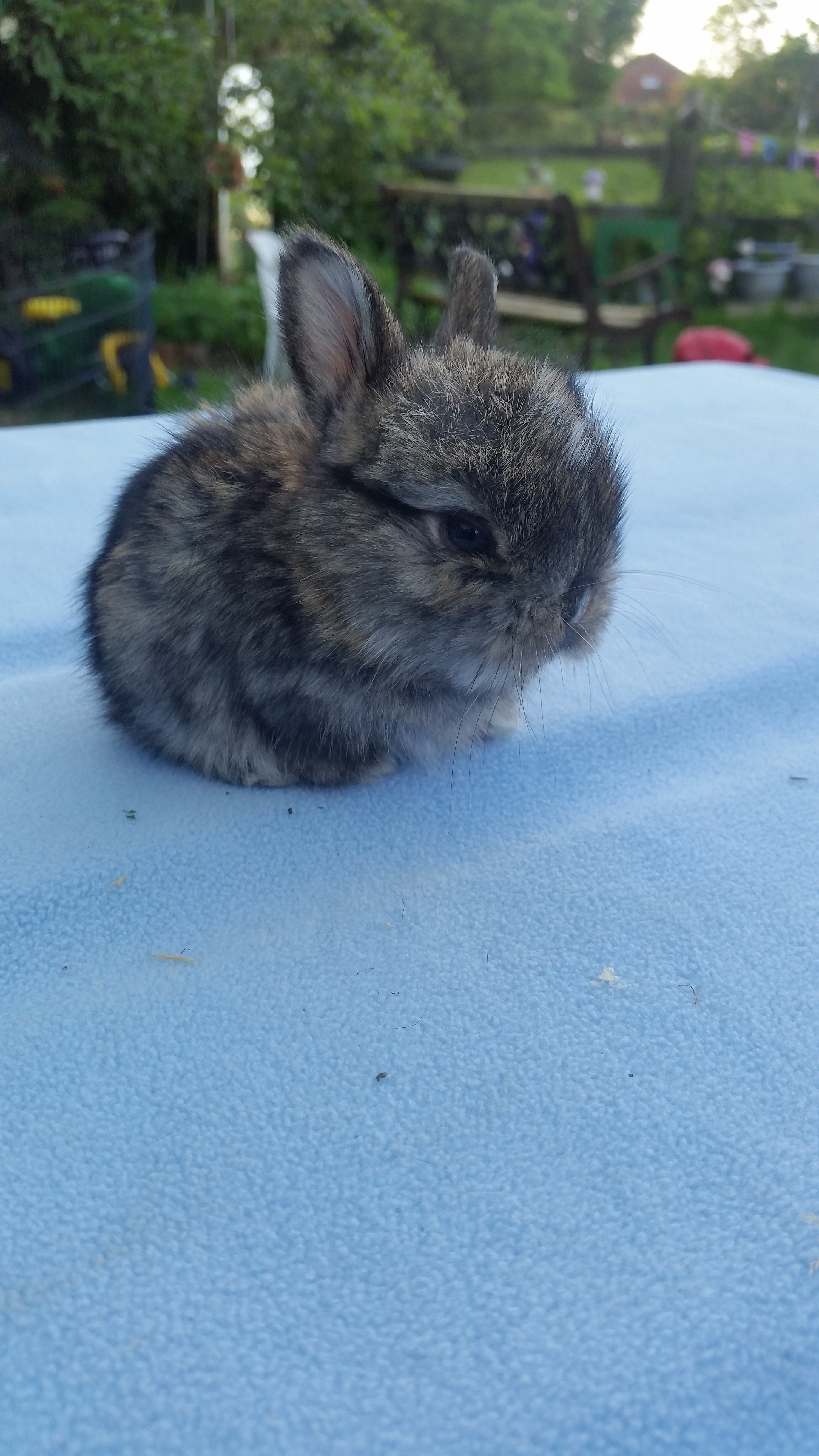 Mini Lop For Sale | Rabbits | Breed Information | Omlet