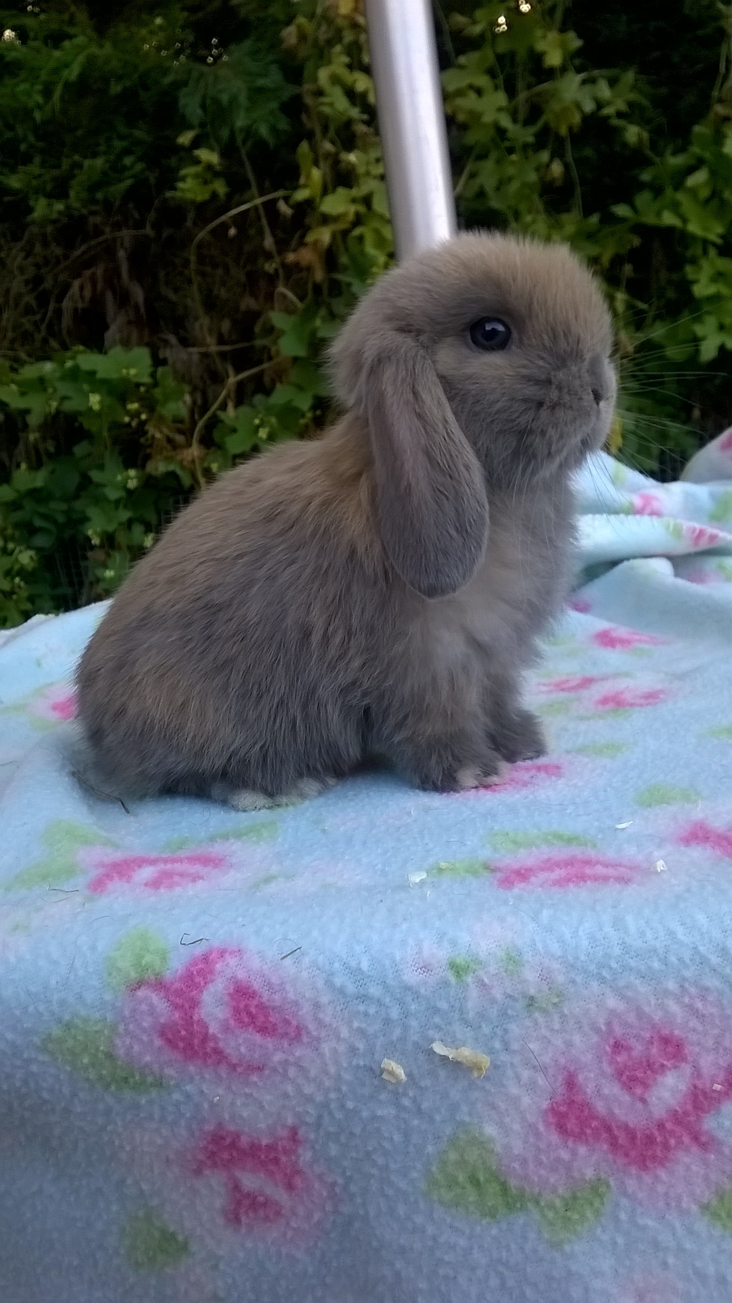 Mini Lop For Sale | Rabbits | Breed Information | Omlet