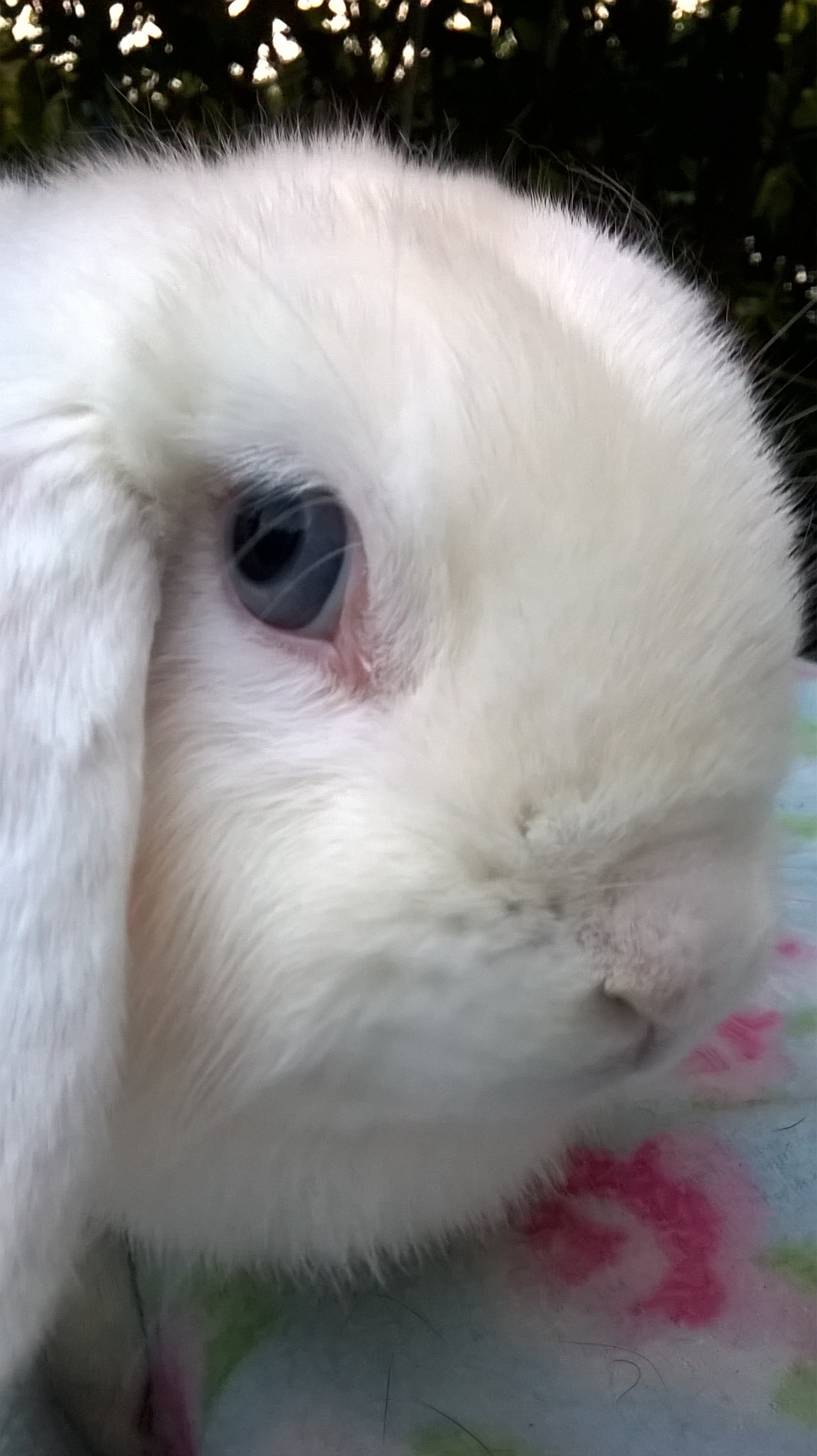 Mini Lop For Sale | Rabbits | Breed Information | Omlet