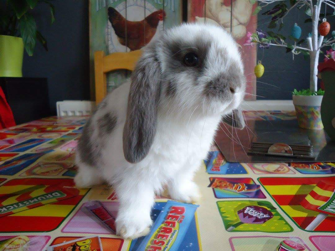 Mini Lop For Sale | Rabbits | Breed Information | Omlet