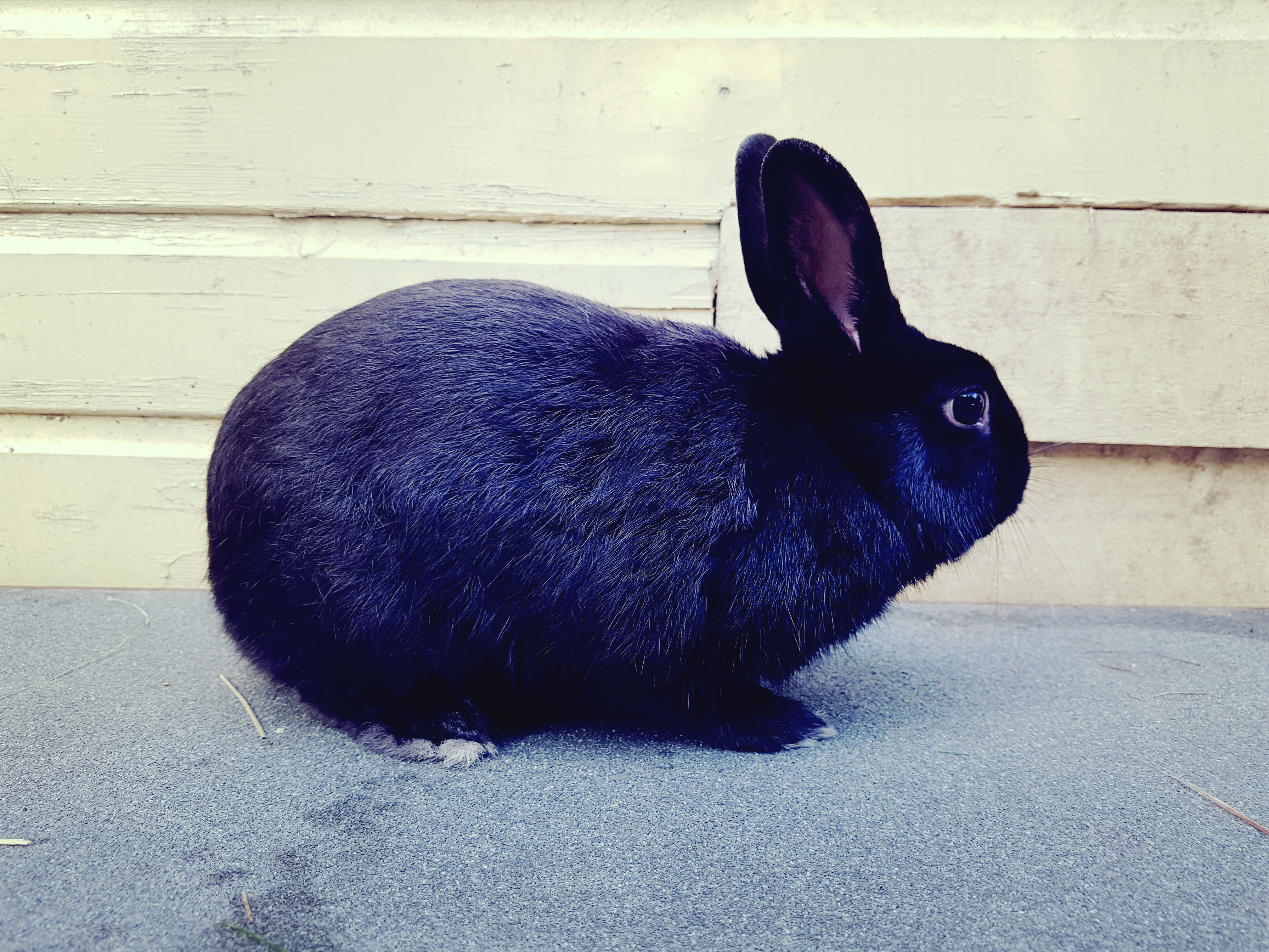 Mini Lop For Sale | Rabbits | Breed Information | Omlet