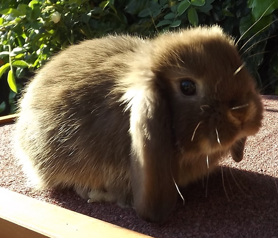 Mini Lop For Sale | Rabbits | Breed Information | Omlet