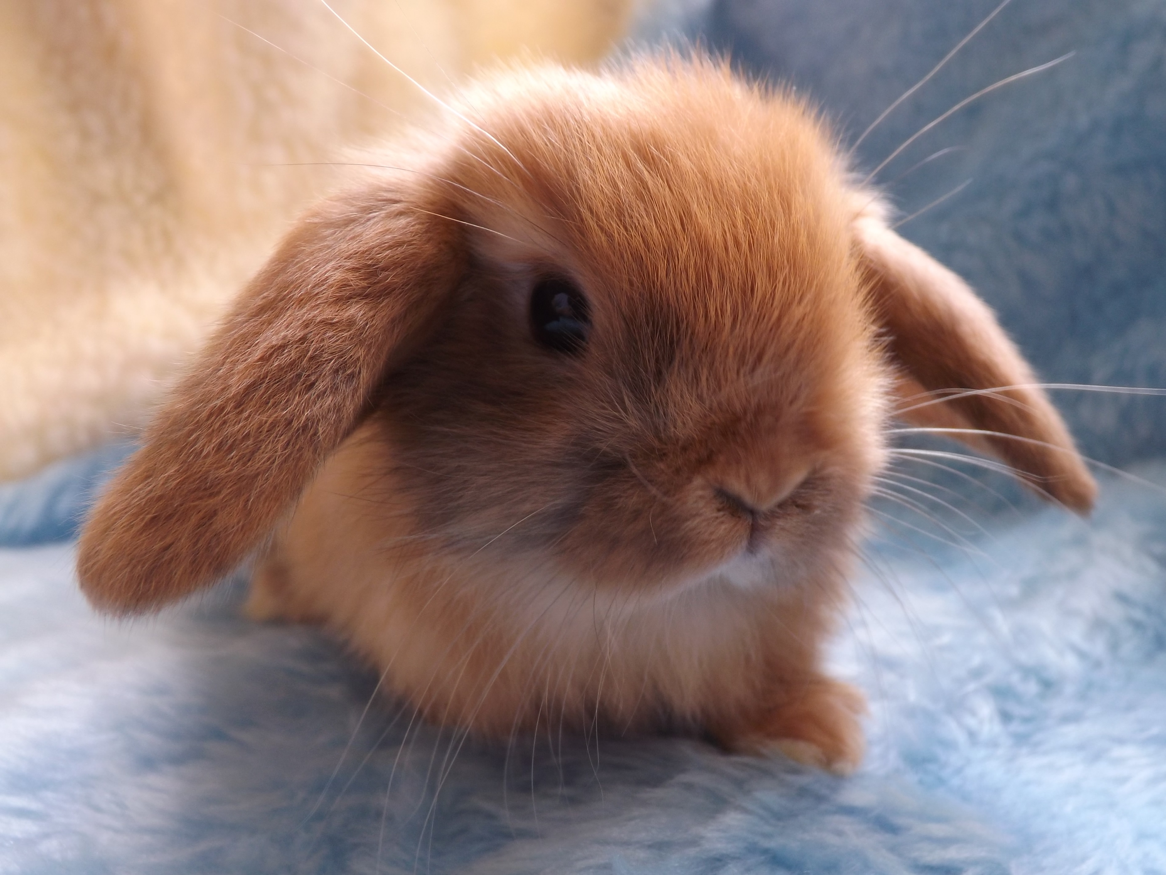 Mini Lop For Sale Rabbits Breed Information Omlet