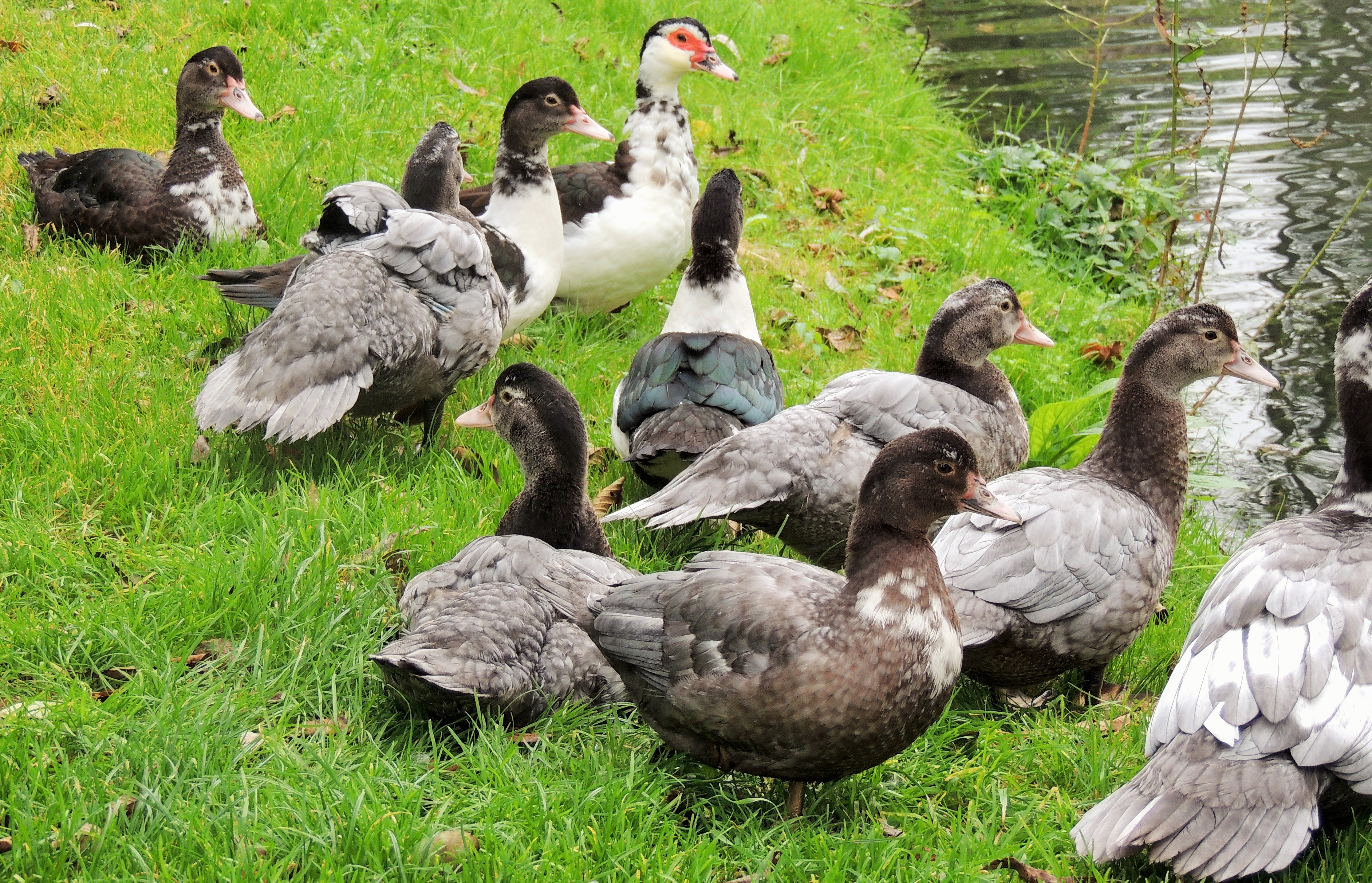 Muscovy | Ducks | Breed Information | Omlet