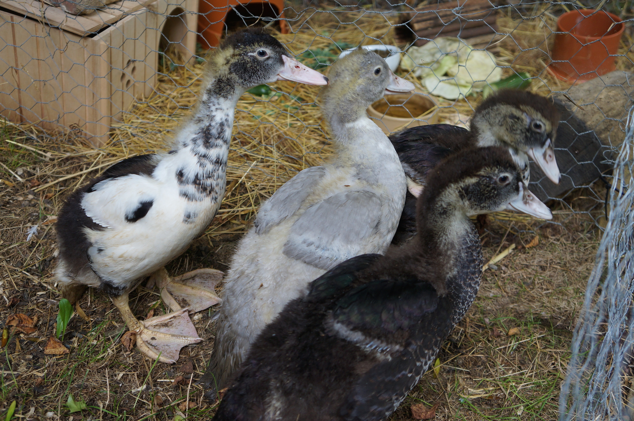 Muscovy | Ducks | Breed Information | Omlet