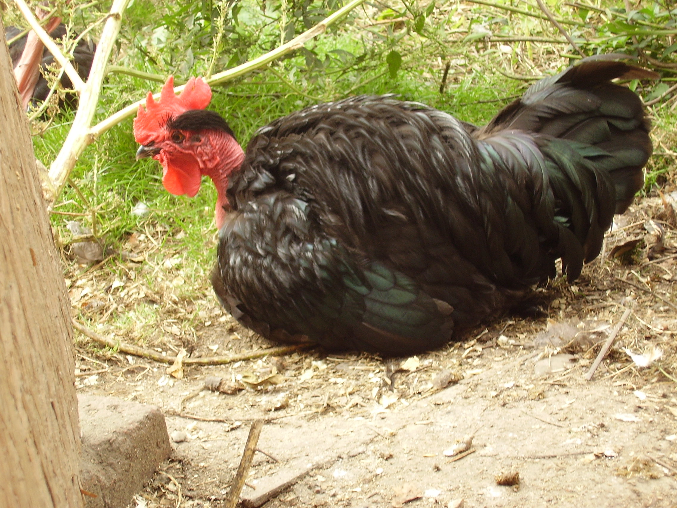 Naked Neck For Sale | Chickens | Breed Information | Omlet