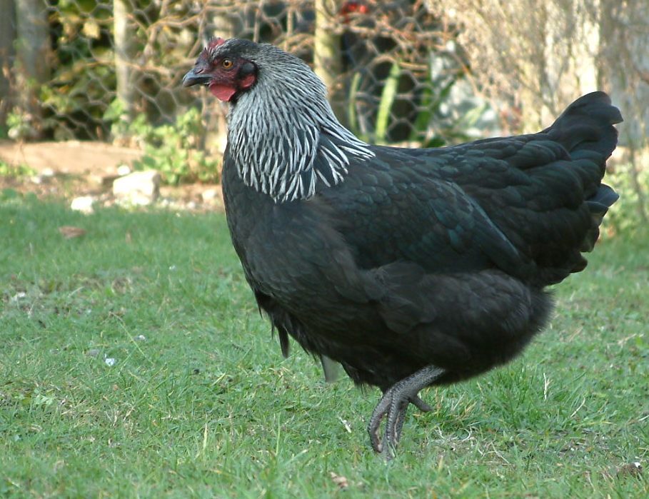 Norfolk Grey For Sale | Chickens | Breed Information | Omlet