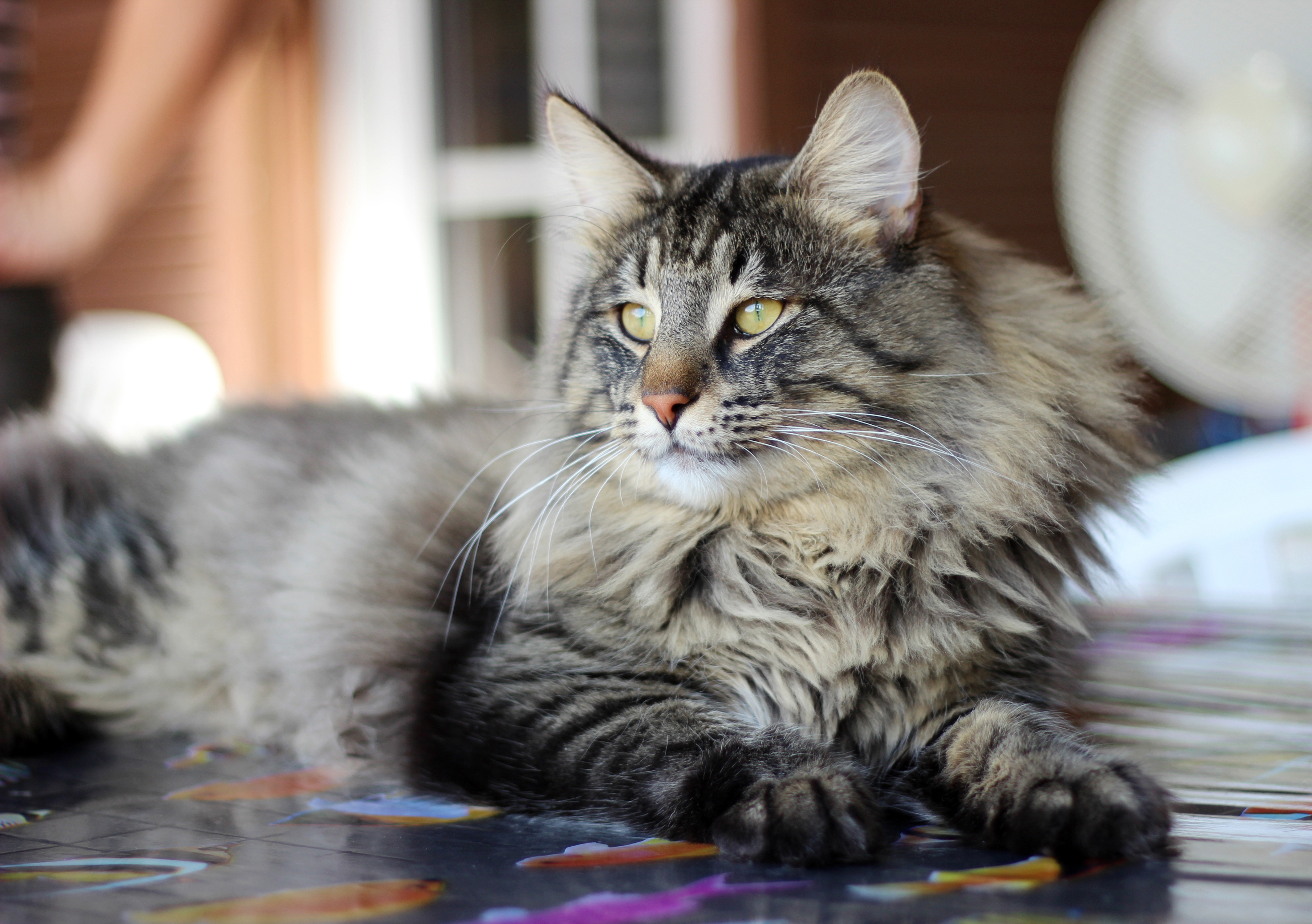 Norwegian Forest Cat | Cats | Breed Information | Omlet