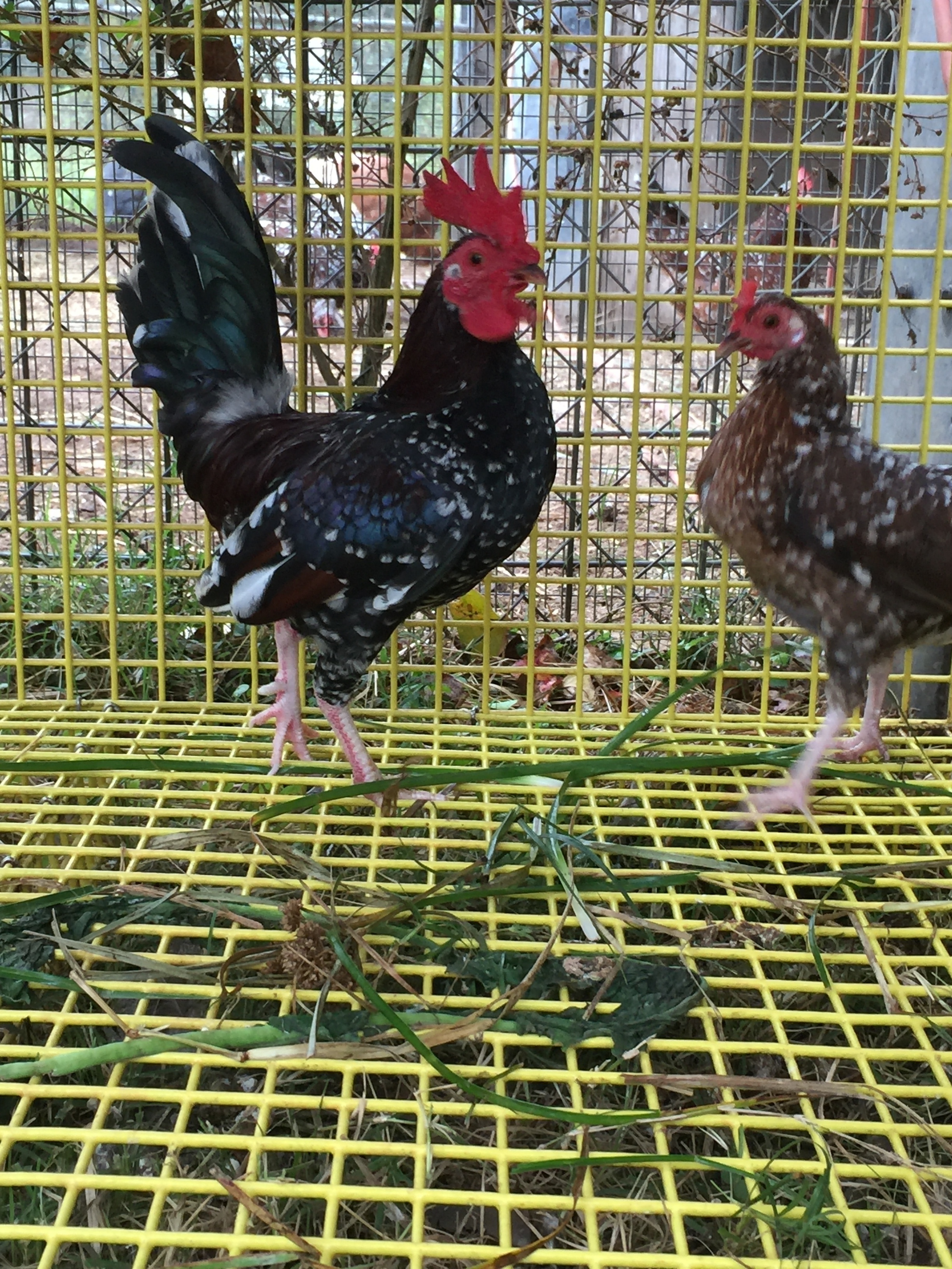 Old English Game For Sale | Chickens | Breed Information | Omlet