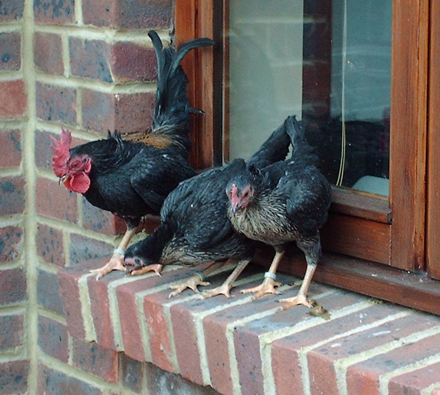 Old English Game For Sale | Chickens | Breed Information | Omlet